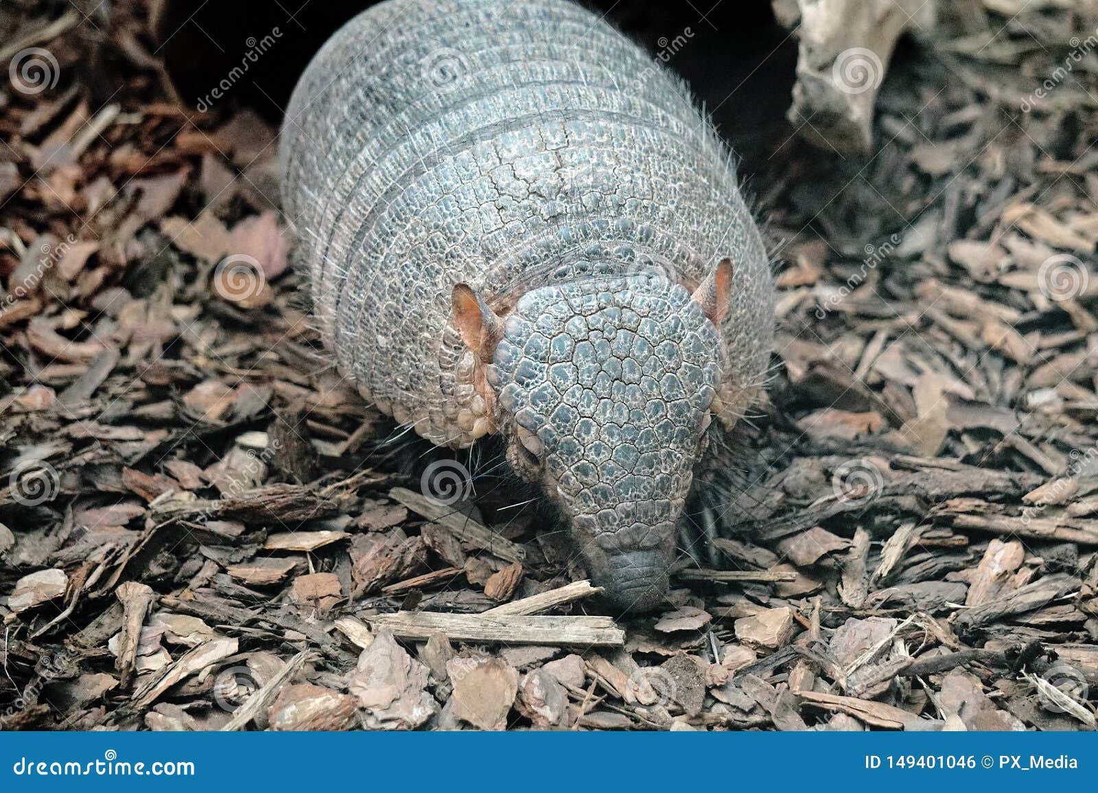 Armadillo Animal Walking on Bedding Stock Photo - Image of armadillo ...