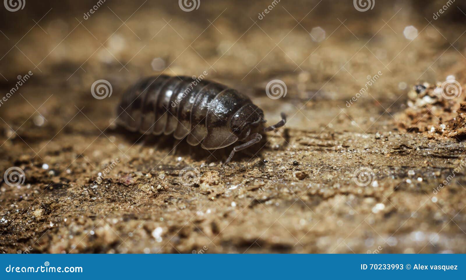Armadillo Bug stock image. Image of think, like, daylight - 70233993