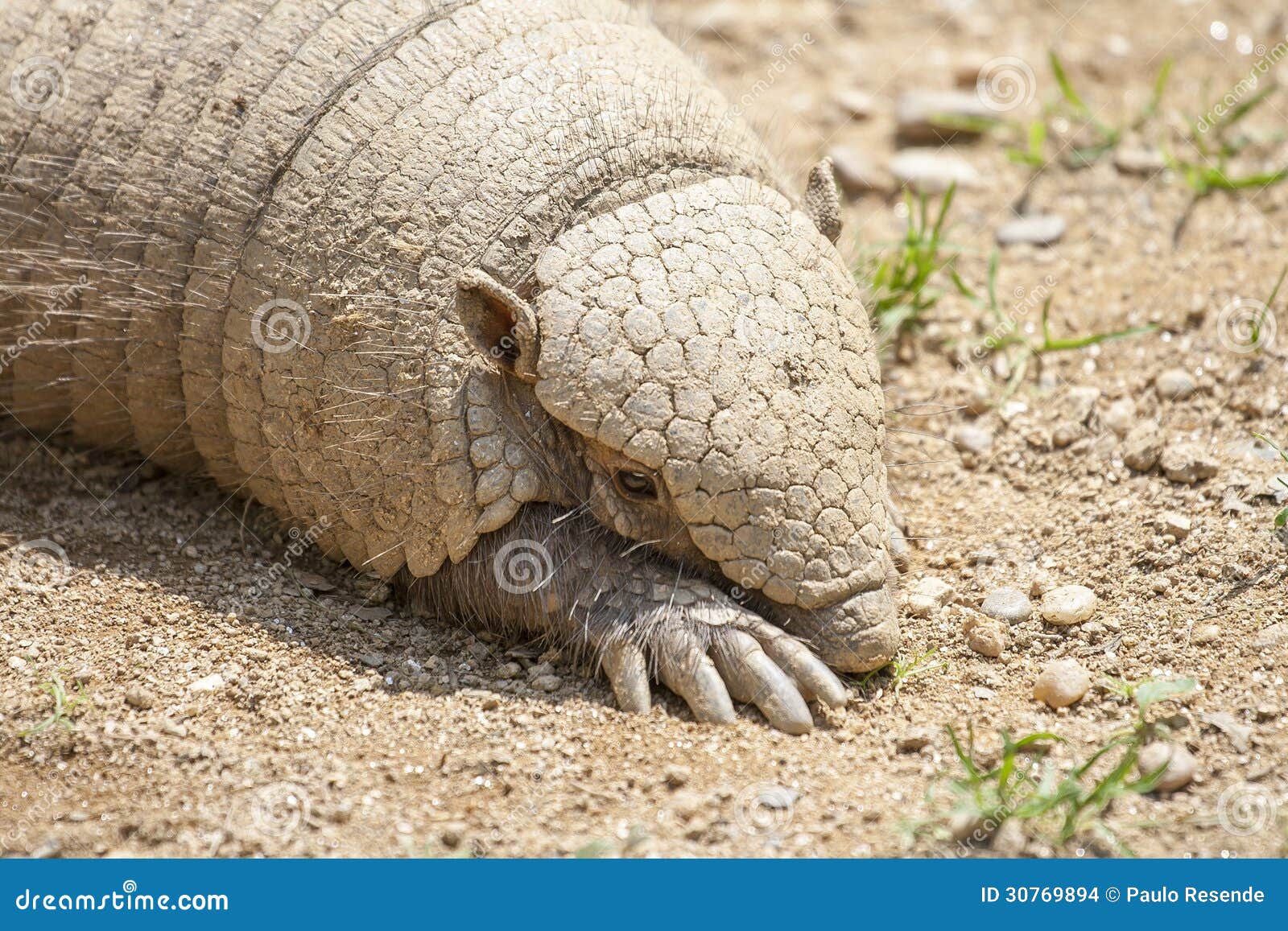 Armadillo stock photo. Image of skin, closeup, leprosy - 30769894