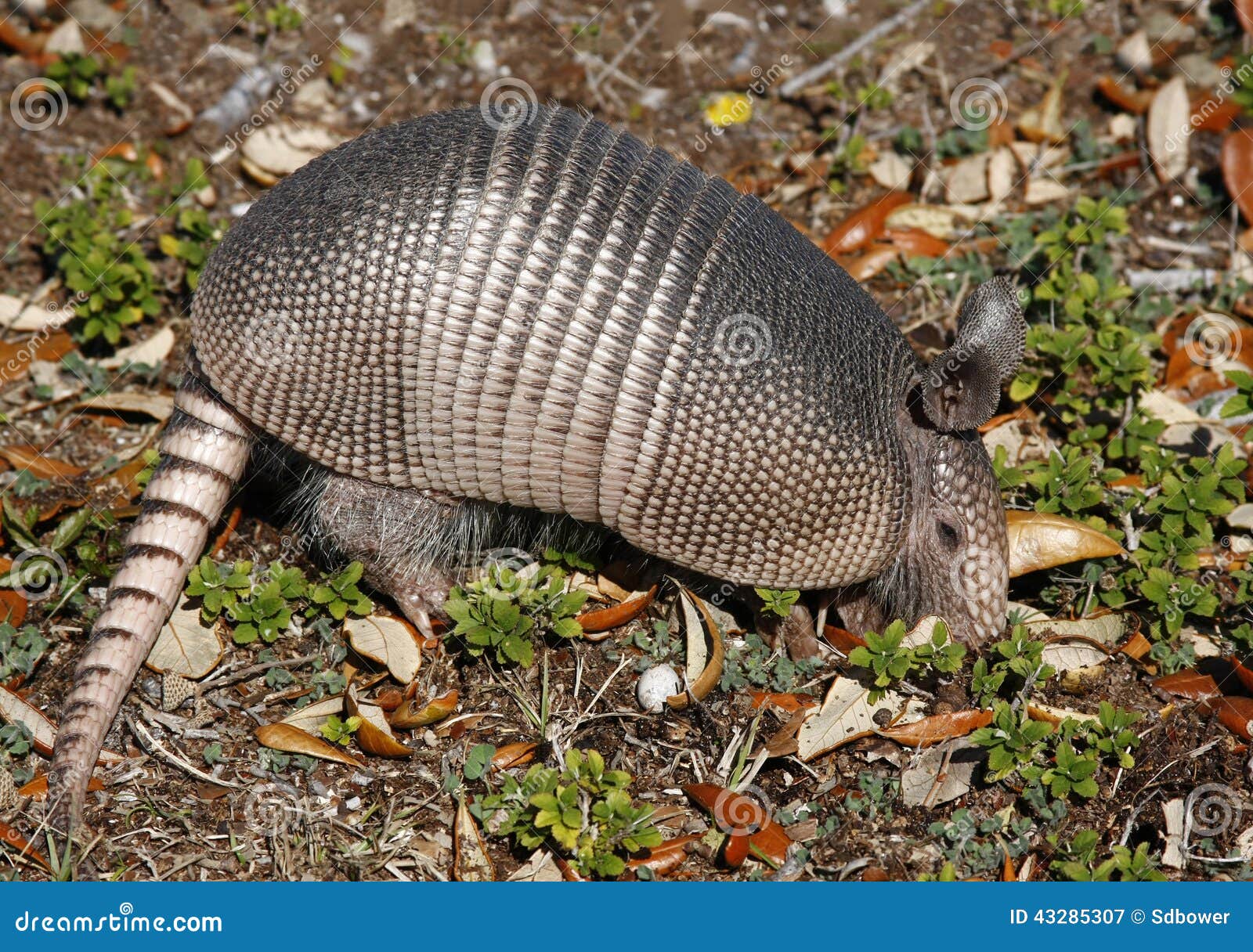Armadillo Digging for Insects Stock Image - Image of anteater, banded ...