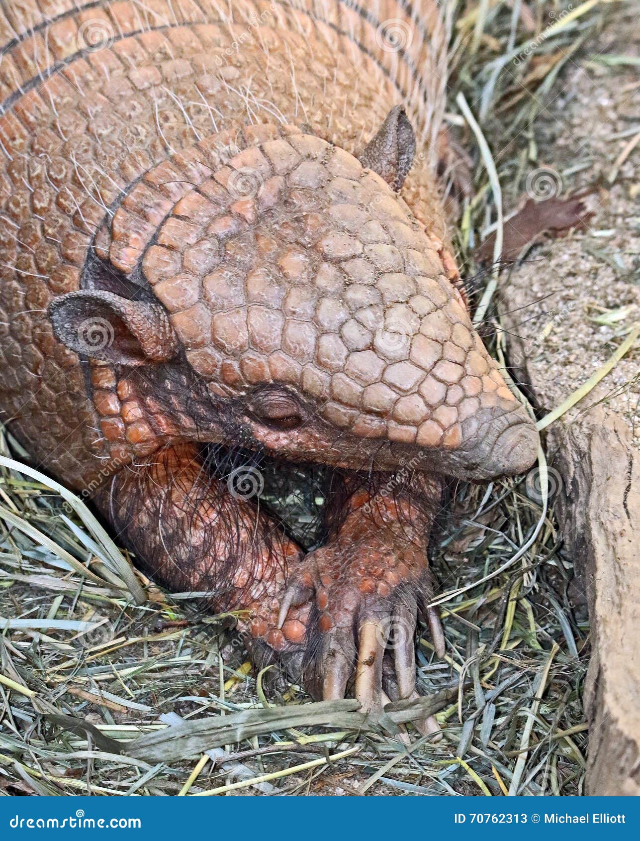 Armadillo stock image. Image of buckskinman, claws, fivebanded - 70762313