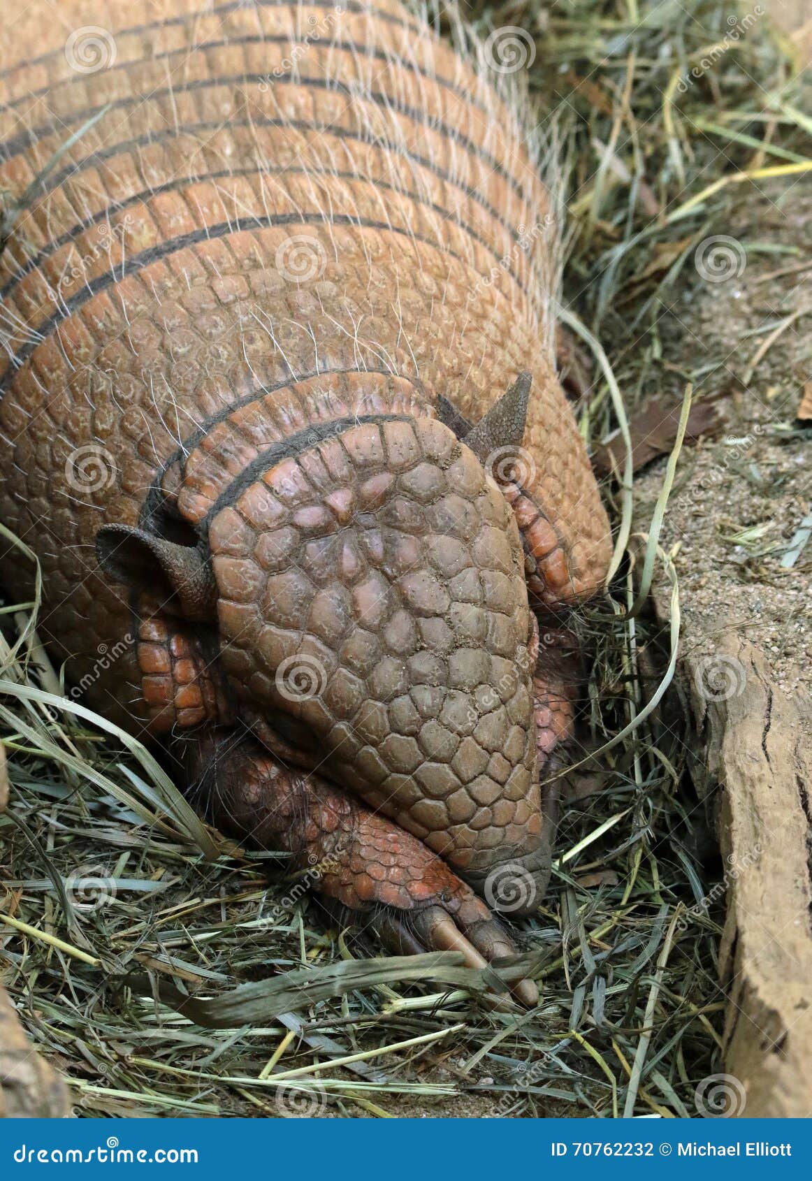 Armadillo stock photo. Image of band, buckskinman, ball - 70762232