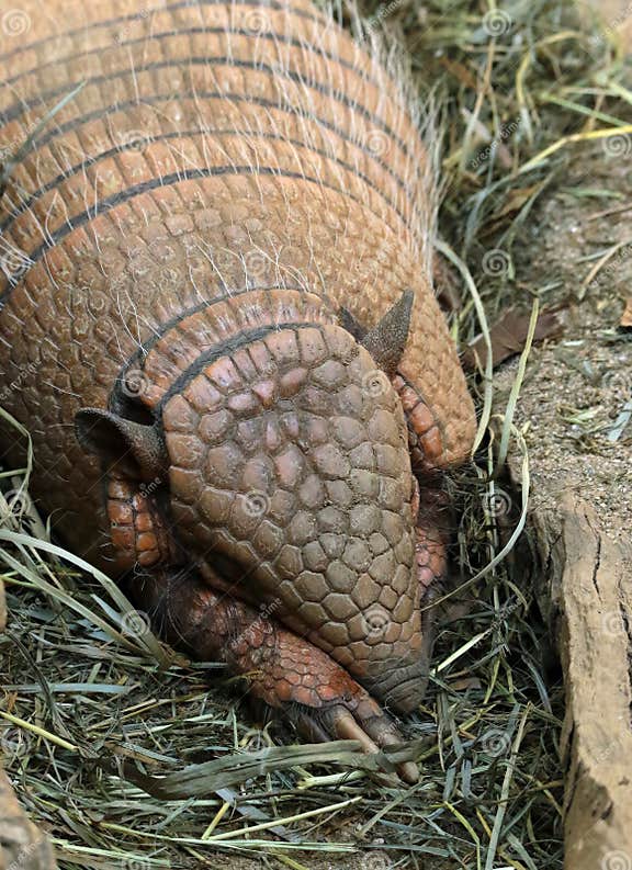 Armadillo stock photo. Image of band, buckskinman, ball - 70762232