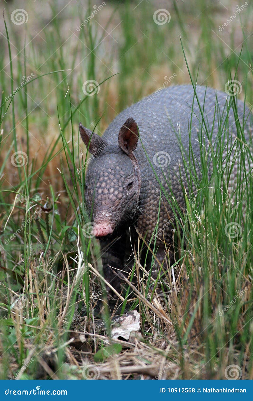 Armadillo foraging stock photo. Image of fauna, eudentata - 10912568