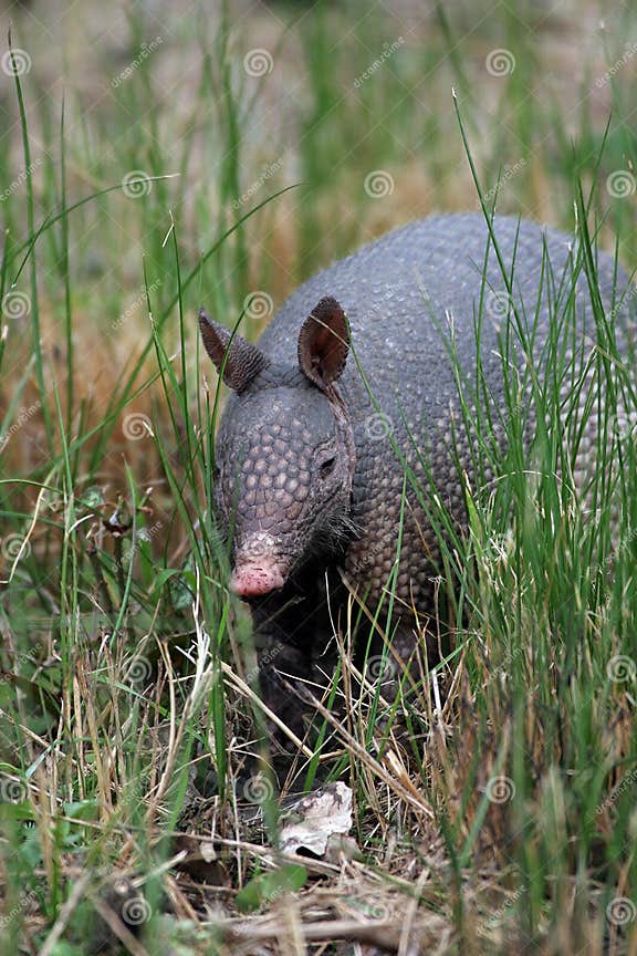 Armadillo foraging stock photo. Image of fauna, eudentata - 10912568