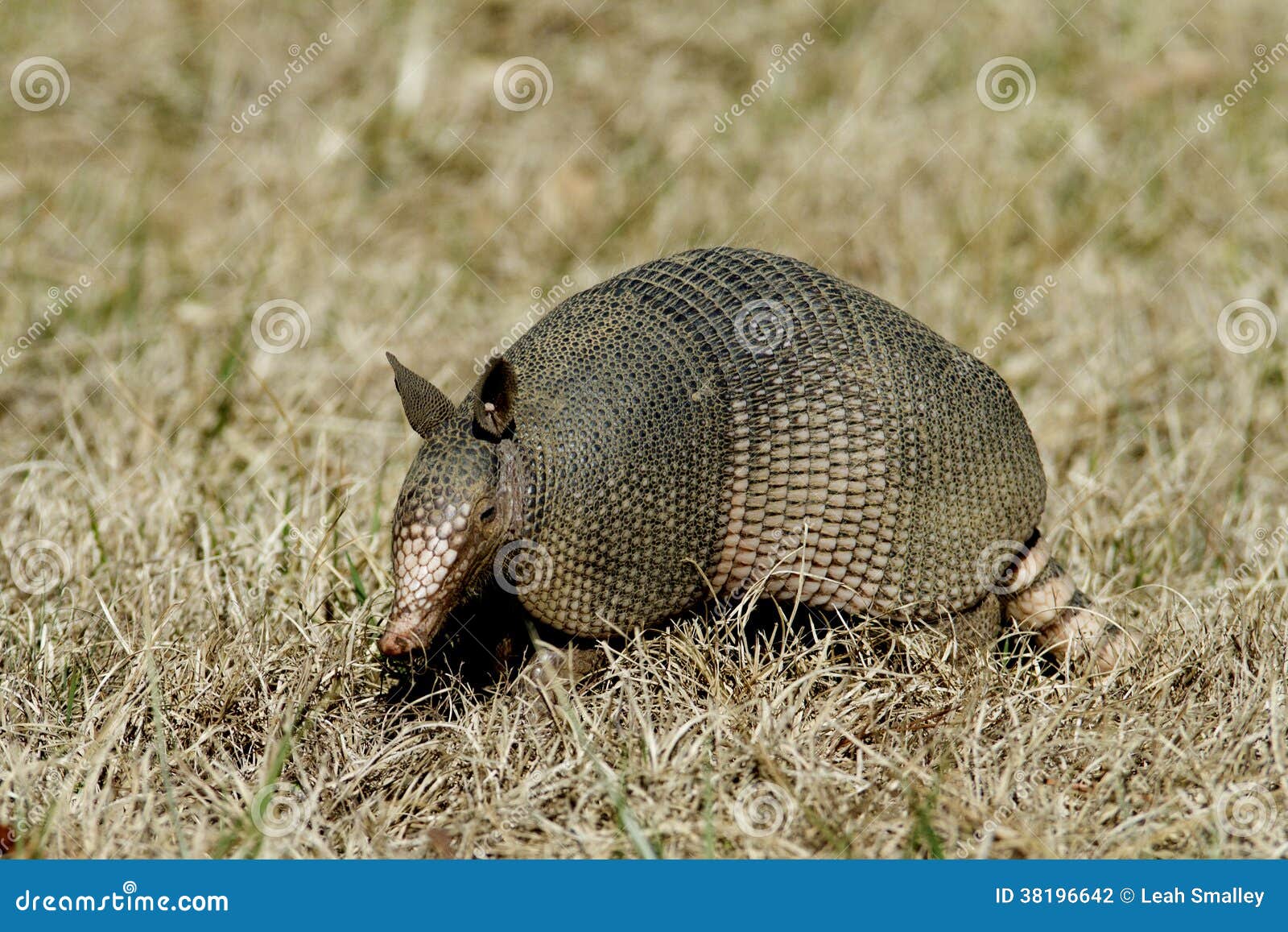 Armadillo in the Grass Left Side Stock Photo - Image of grass ...
