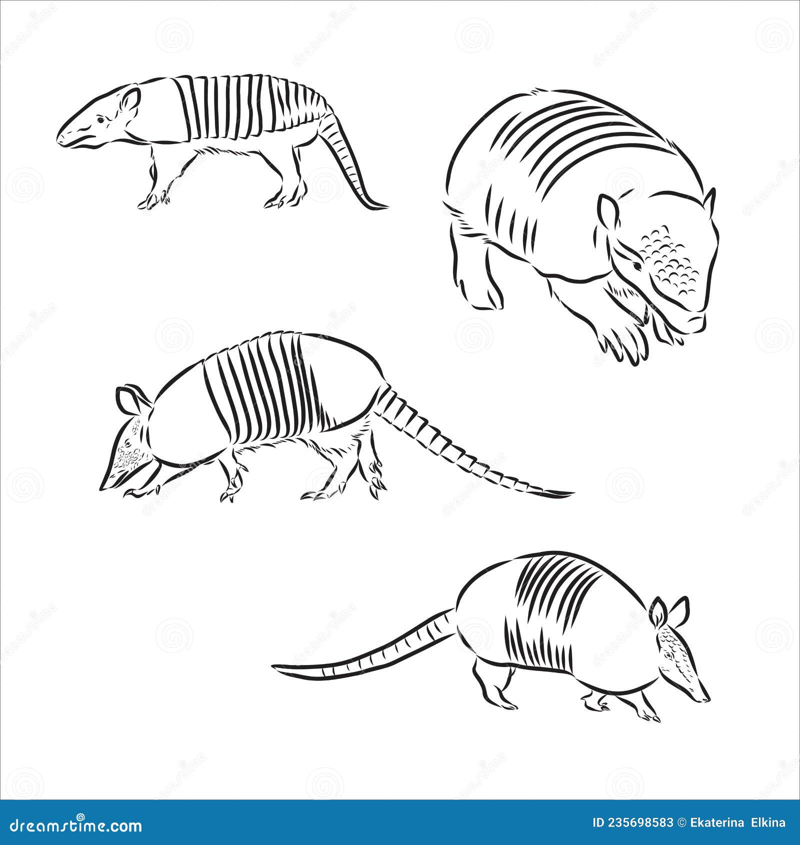 Armadillo Hand Drawn Vector Illustration in Black and White Stock ...
