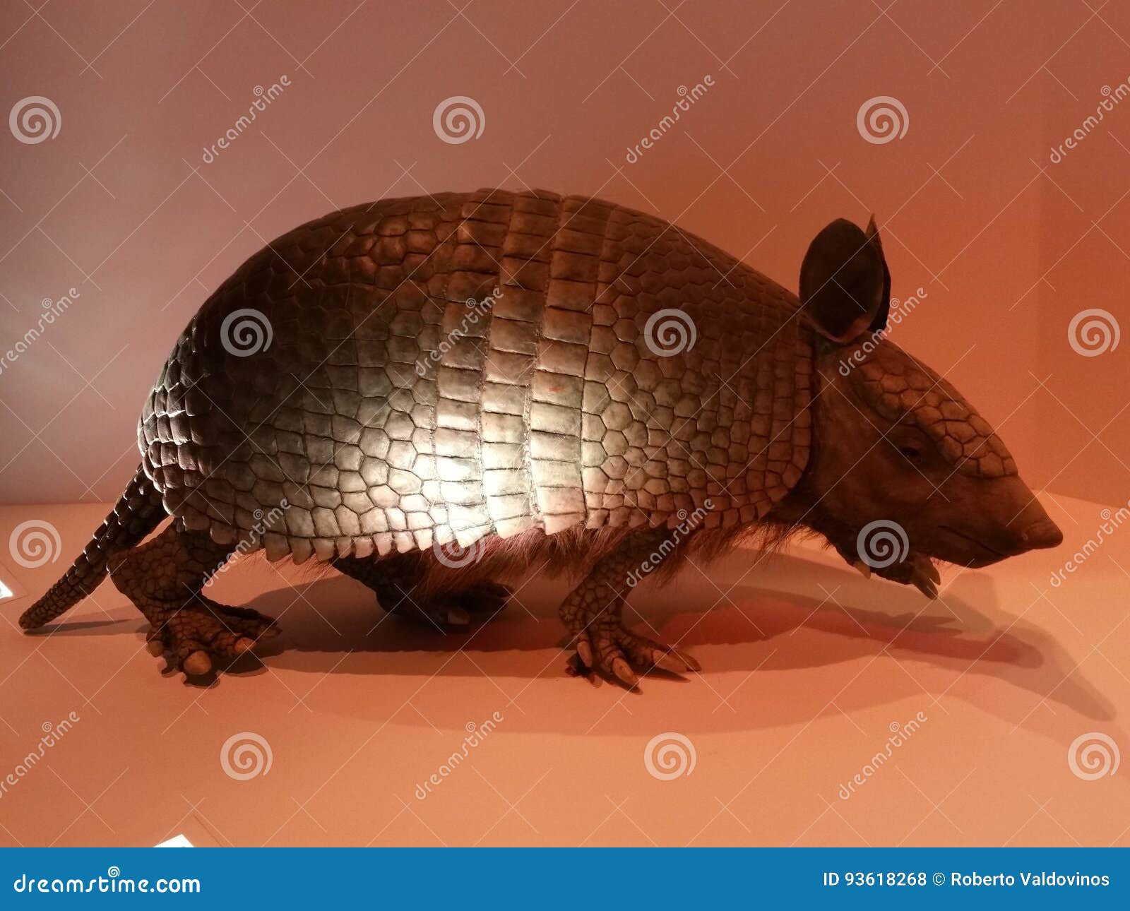 Armadillo stock photo. Image of houston, protected, armadillo - 93618268