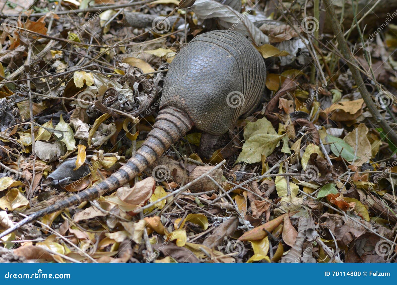 Armadillo stock photo. Image of rica, armadillo, forest - 70114800