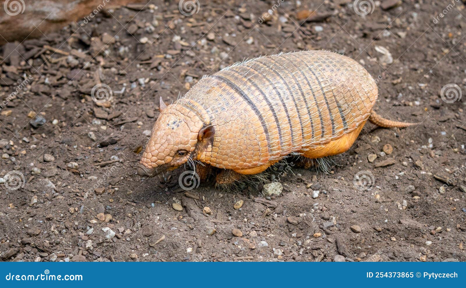 Armadillo - Mammal with Typical Leathery Armor Shell Stock Image ...