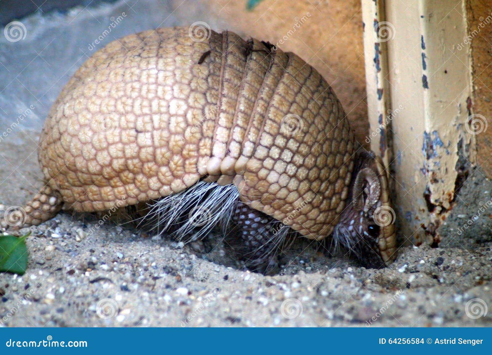 Armadillo stock photo. Image of animal, legs, feed, shield - 64256584