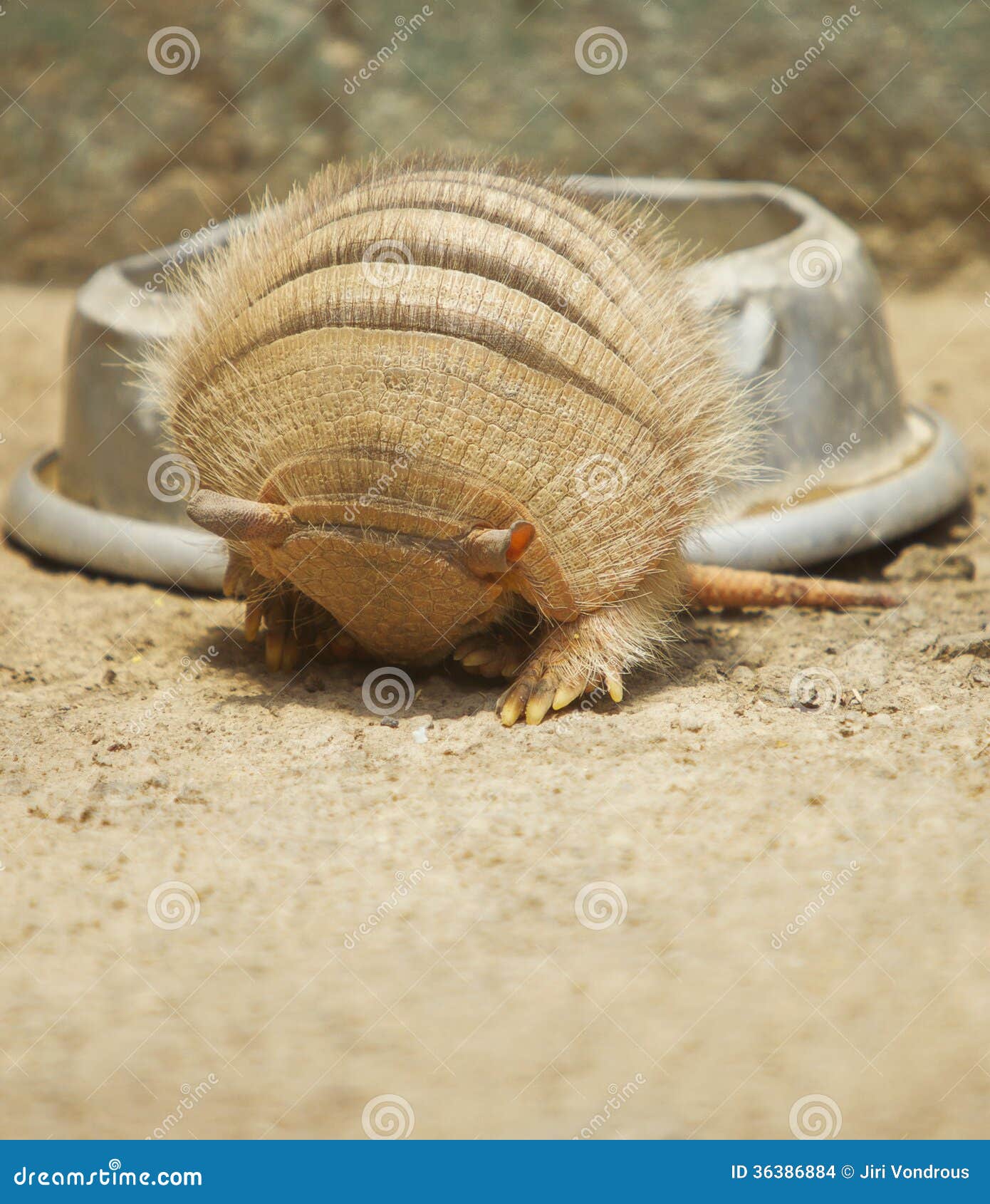 Armadillo rolling in stock photo. Image of desert, novemcinctus - 36386884