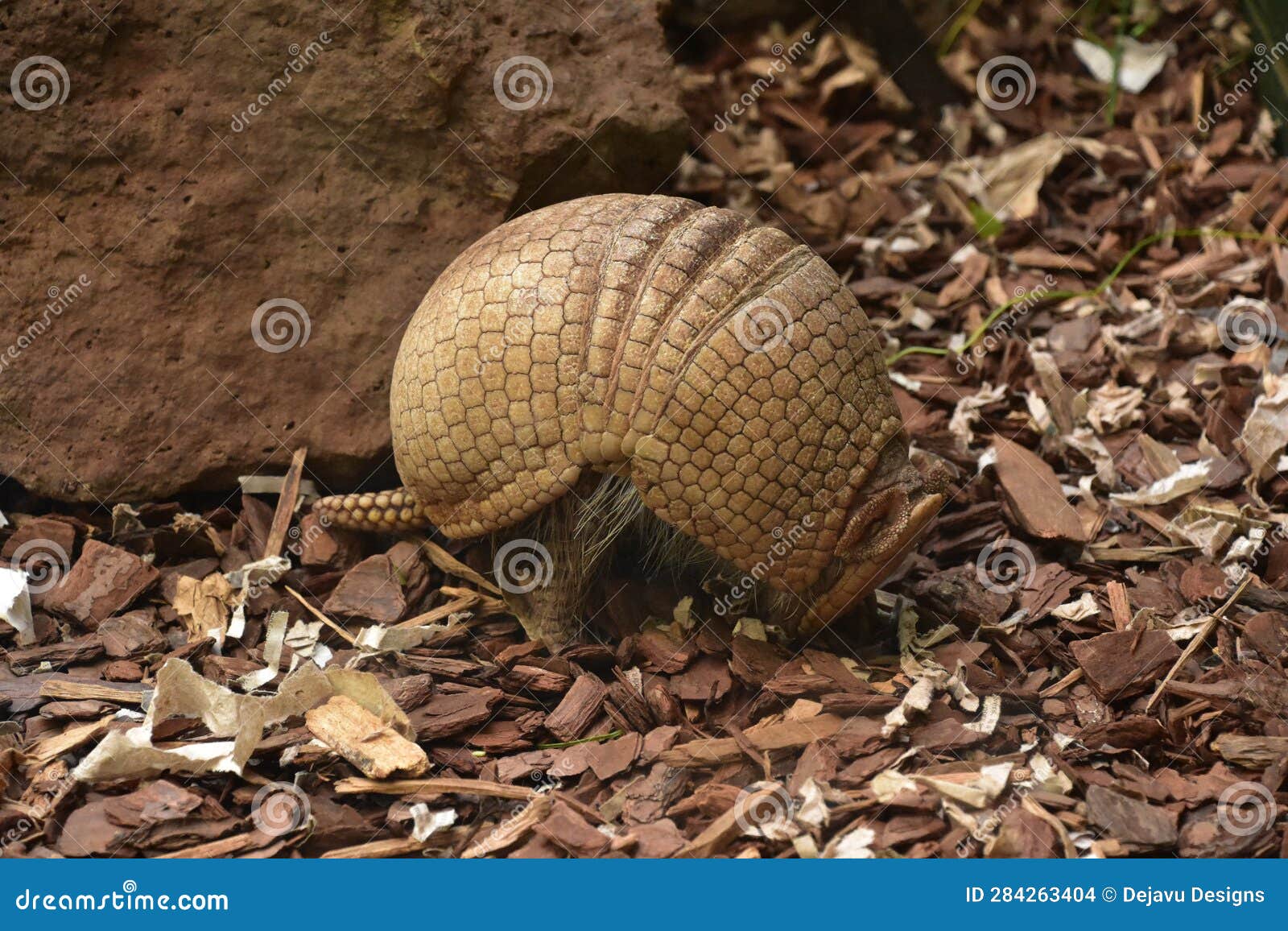 Fantastic Shell of an Armadillo on a Summer Day Stock Photo - Image of ...