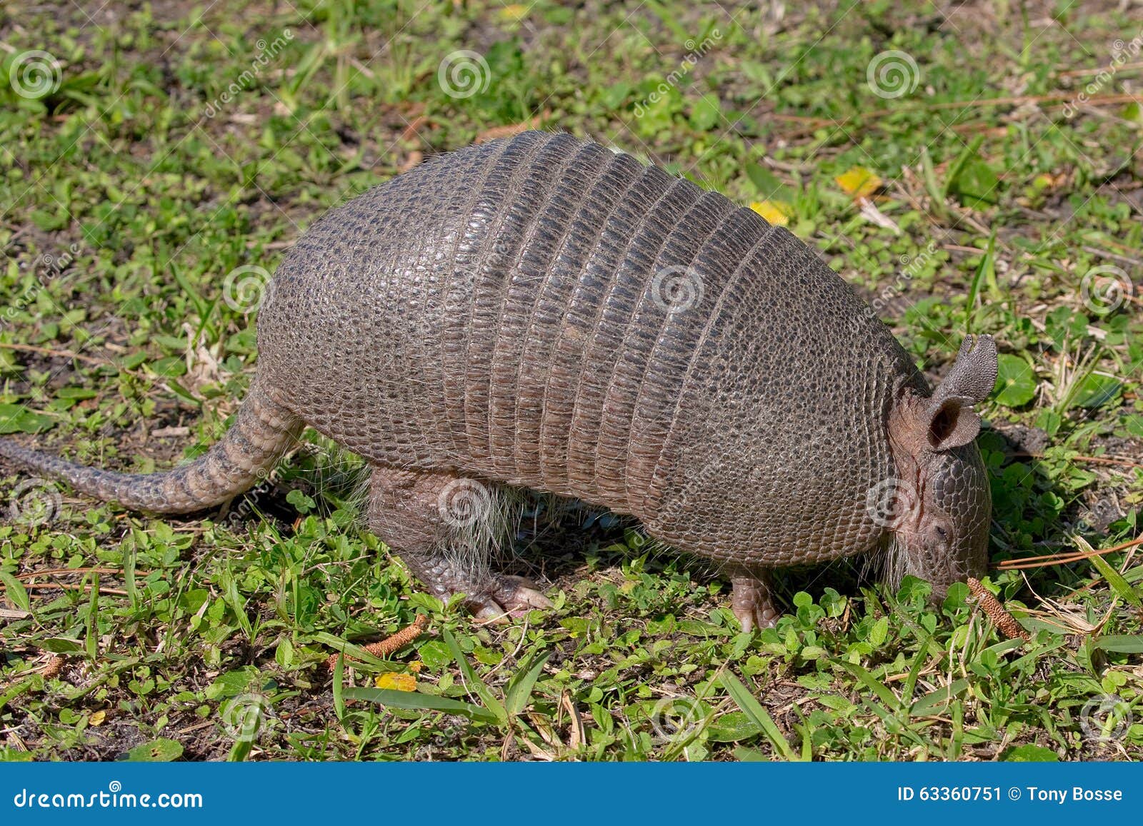 Armadillo stock image. Image of armor, leathery, animal - 63360751