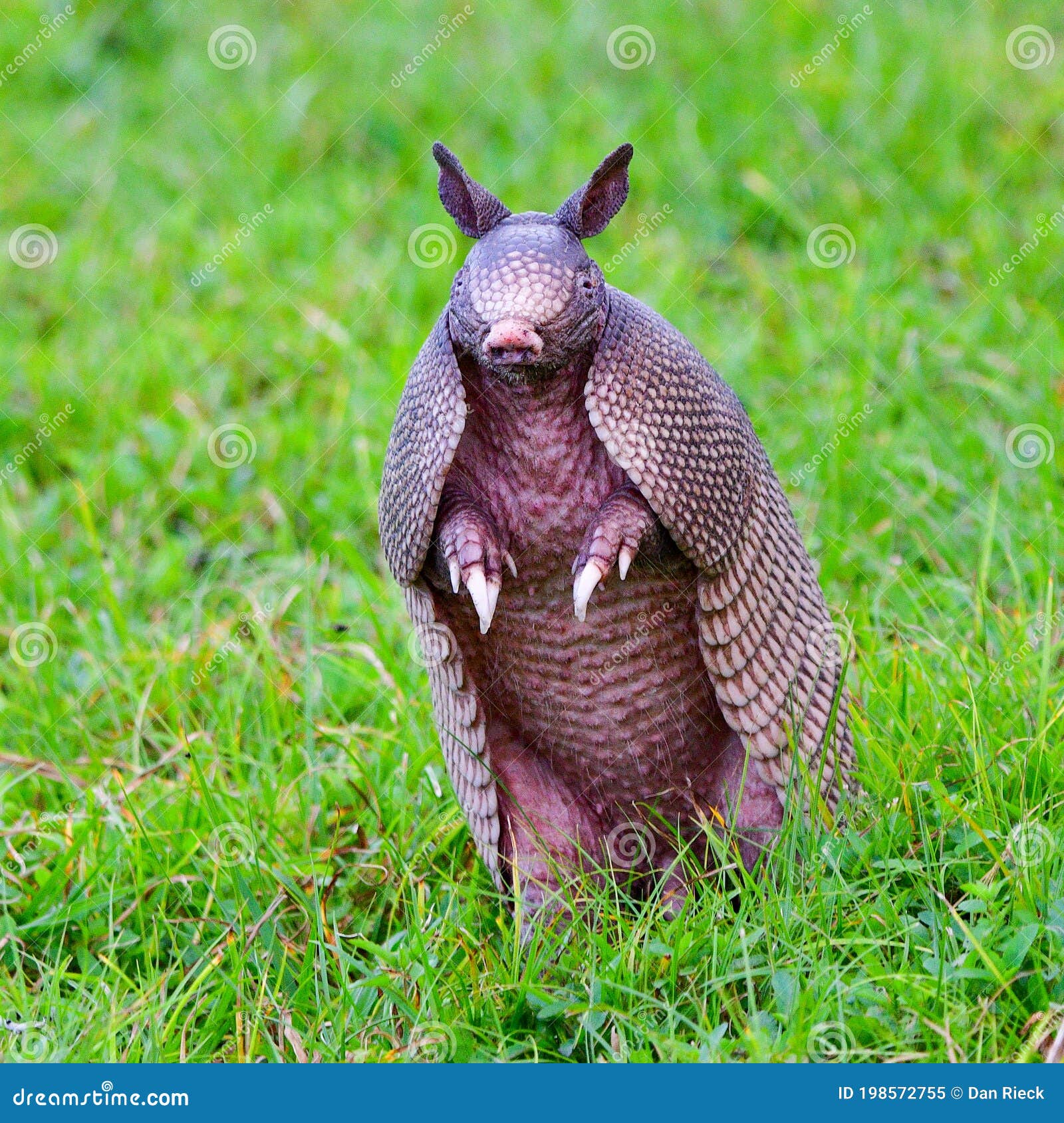 Armadillo Showing Its Huge Nails Stock Image - Image of armadillo, huge ...