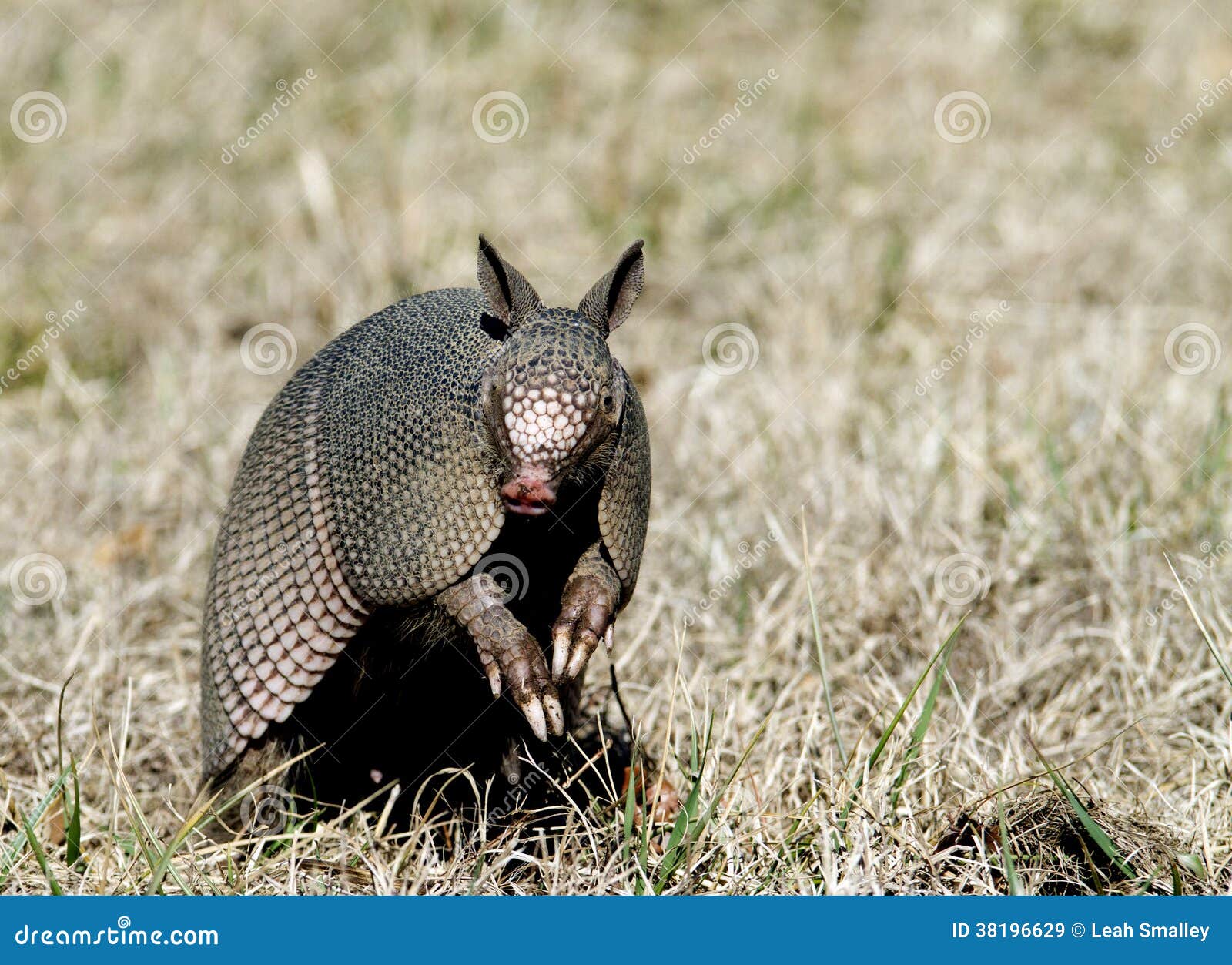Armadillo Sits Up in the Grass Stock Image - Image of animal, creature ...