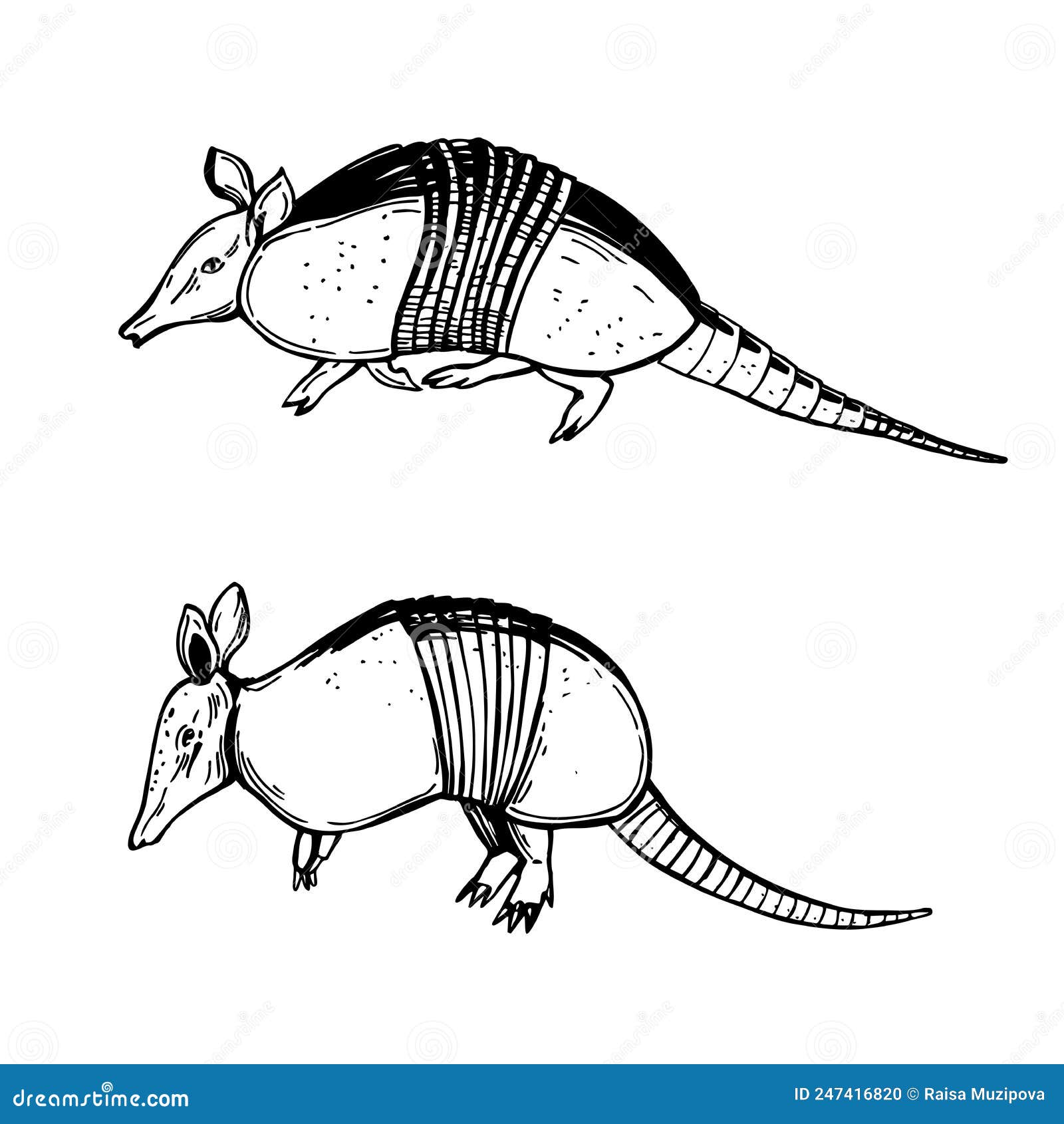 Armadillo. Sketch Illustration Stock Vector - Illustration of wild ...