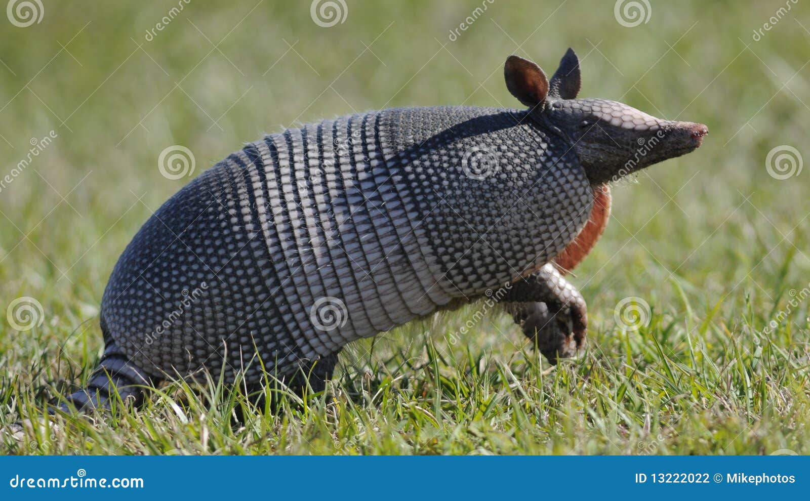 Armadillo Standing in Grass Stock Photo - Image of armor, wild: 13222022