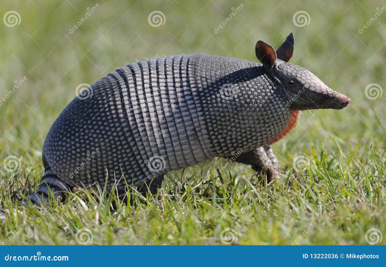 Armadillo Standing in Grass Stock Photo - Image of raising, animal ...