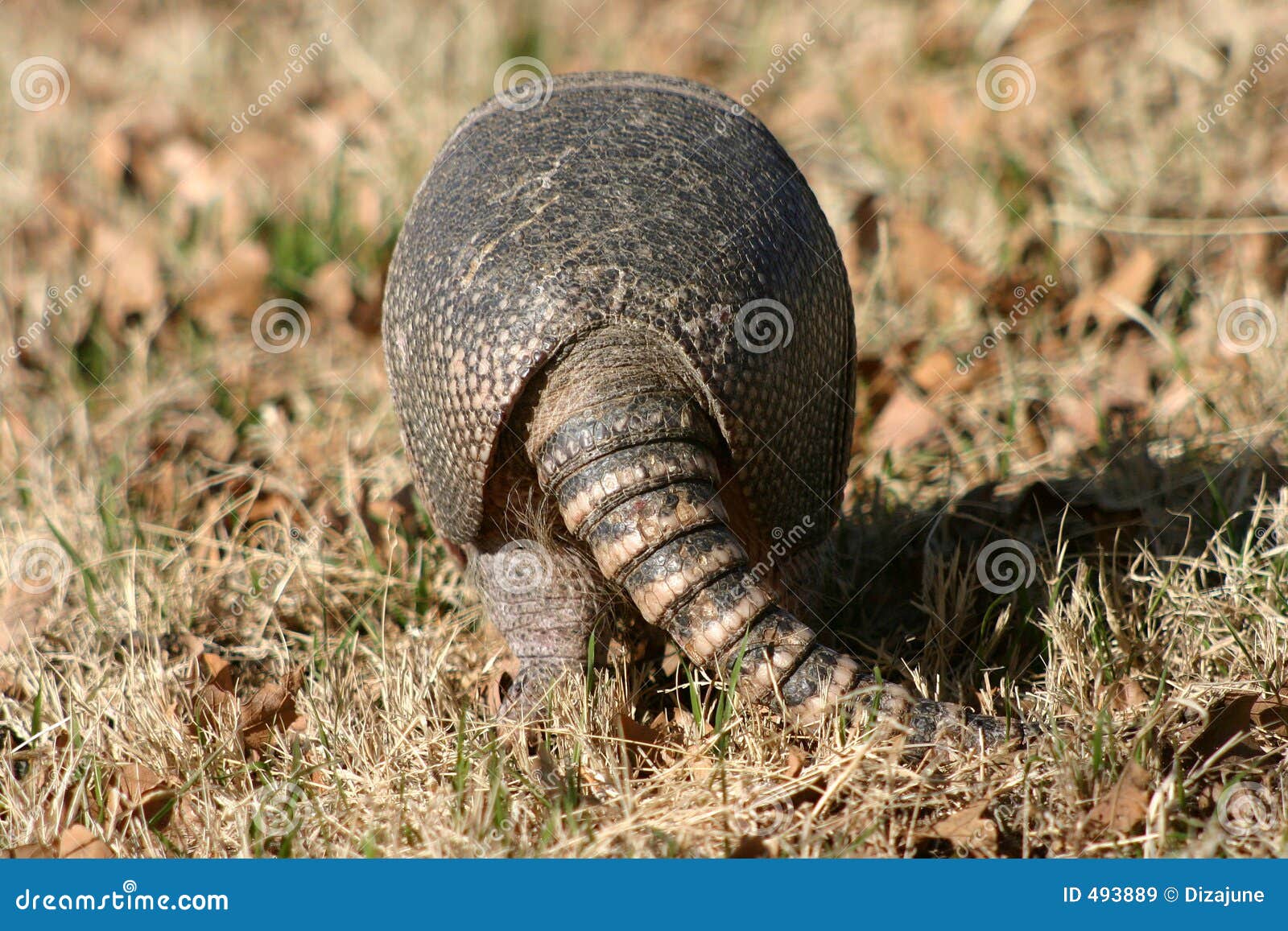 917 Rounded Shell Stock Photos - Free & Royalty-Free Stock Photos from ...