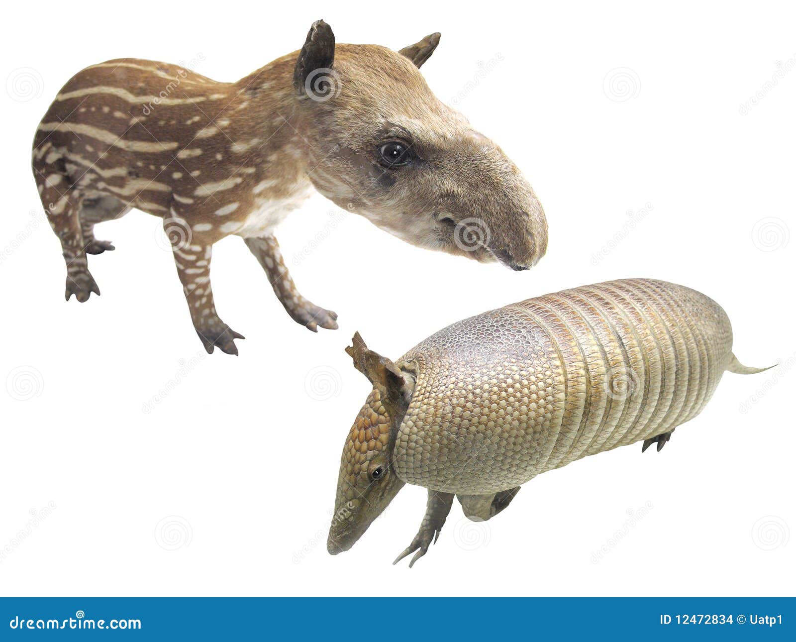 Armadillo Shell Under Microscope Stock Photos - Free & Royalty-Free ...