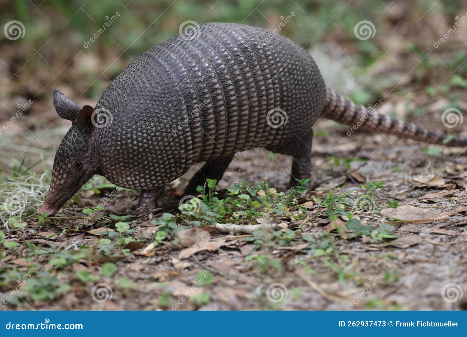 Armadillo Walking in Florida Circle B Bar Reserve Stock Image - Image ...