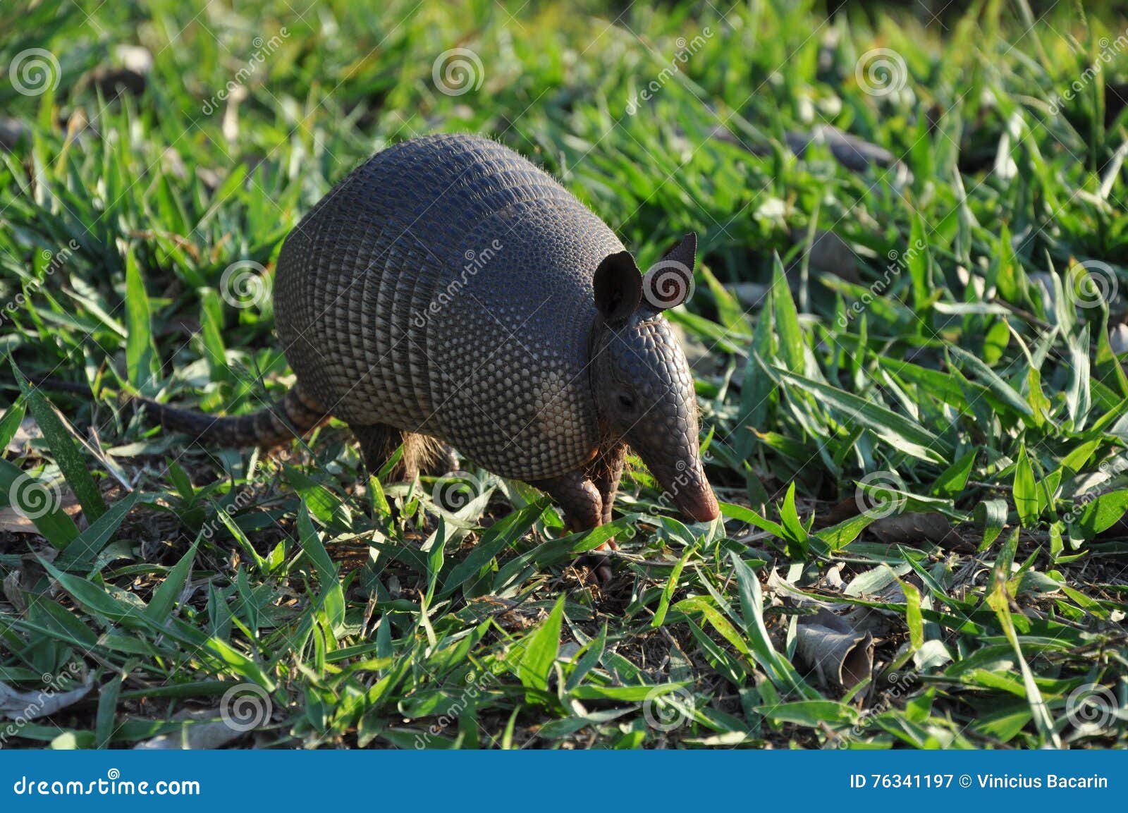 Armadillo walking stock image. Image of armor, hunting - 76341197