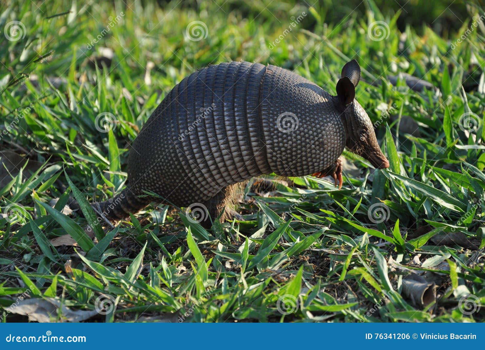 Armadillo walking stock photo. Image of walking, armor - 76341206
