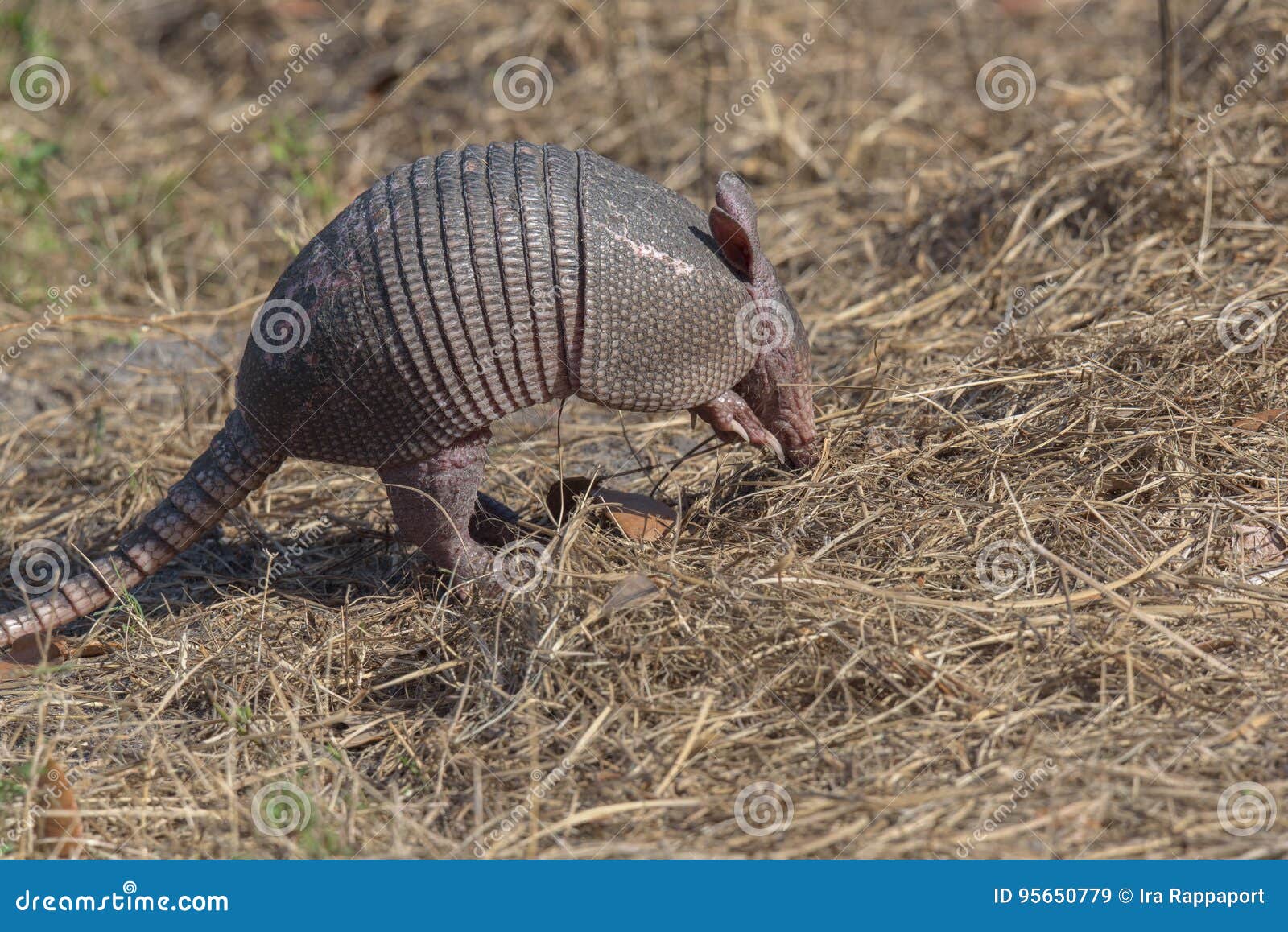 Armadillo stock image. Image of animal, view, side, armor - 95650779