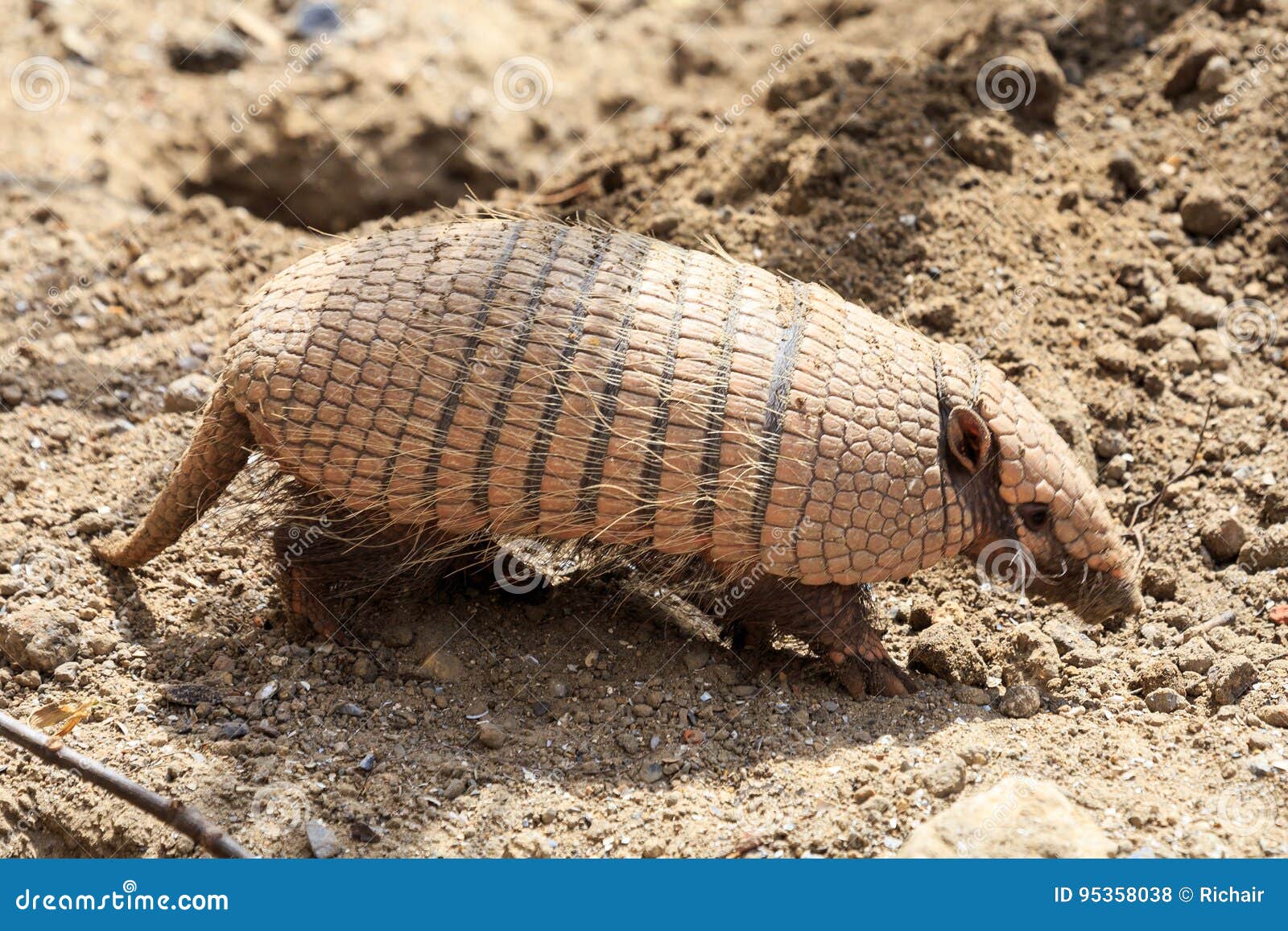 Armadillo stock photo. Image of armor, armored, mammal - 95358038