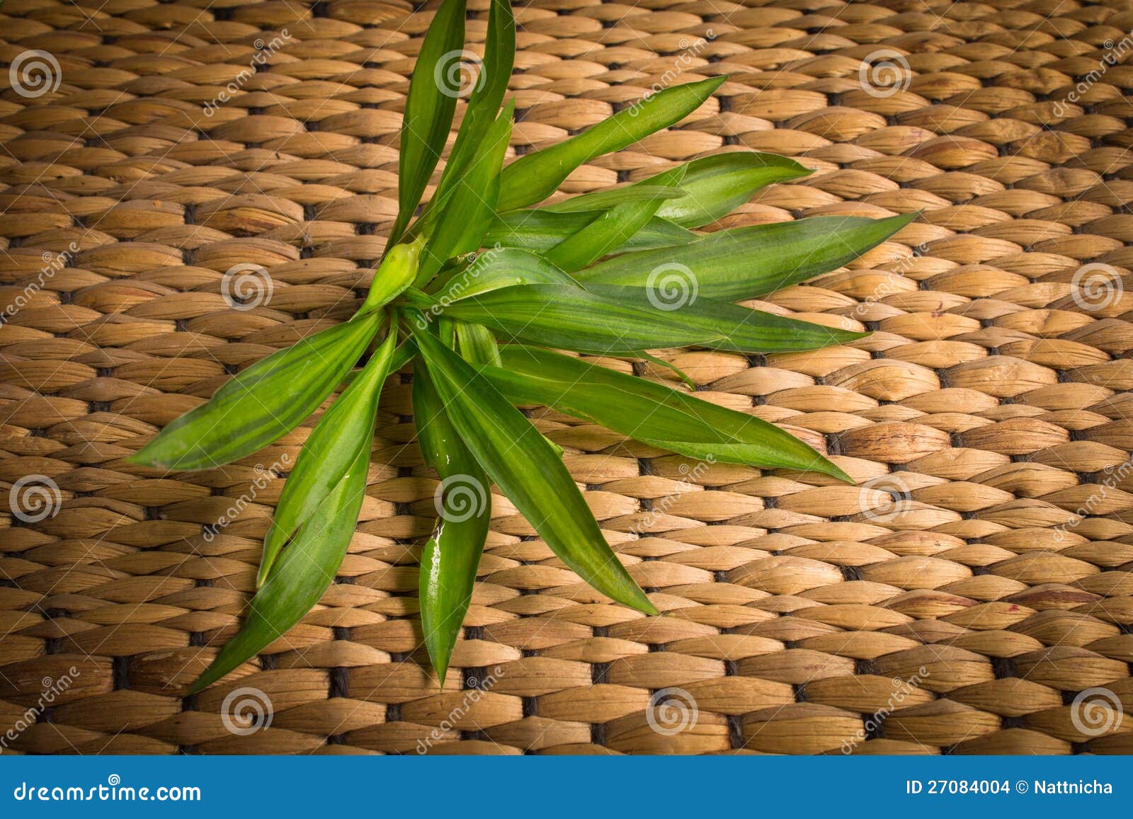 Armadura De La Rota Con La Planta. Foto de archivo - Imagen de completo ...