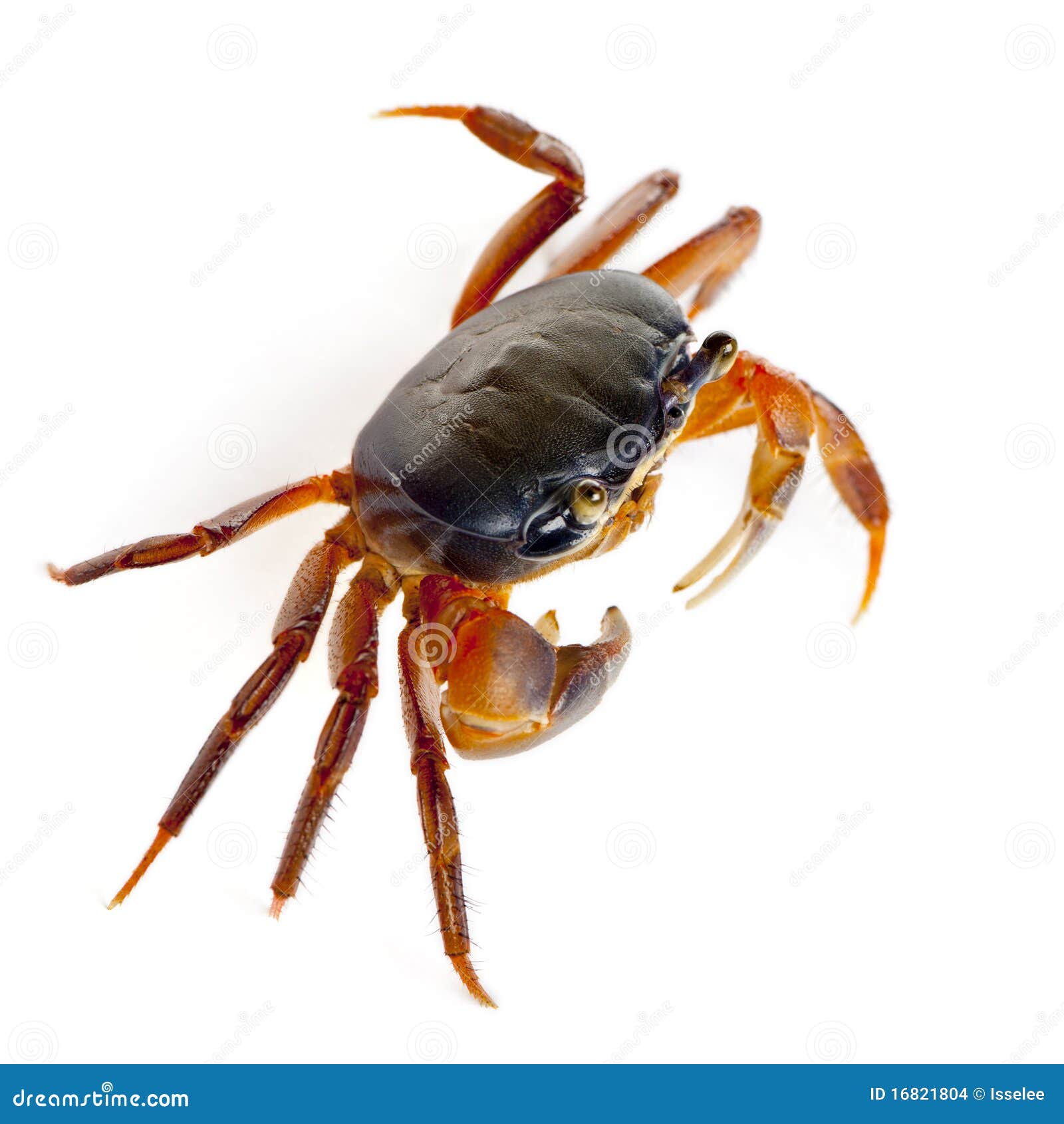 Armatum Cardisoma Kraba Patriota Obrazy Stock - Obraz: 16821804