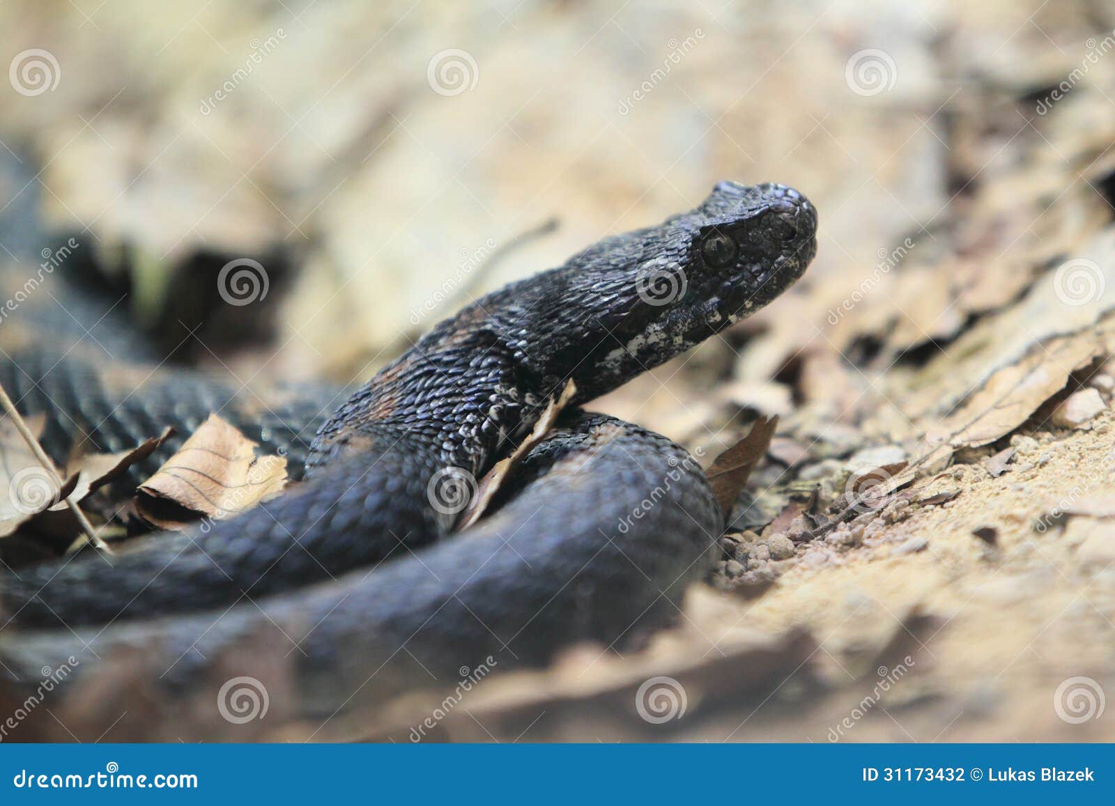 Armenian mountain viper stock photo. Image of nature - 31173432