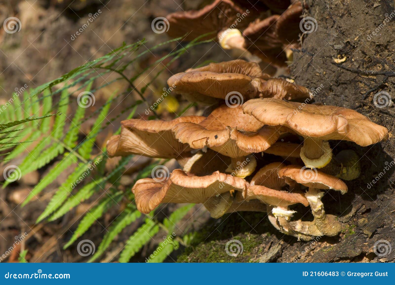 Armillaria stock image. Image of humus, forest, macro - 21606483