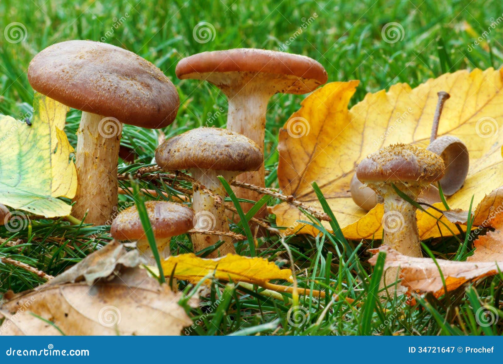Armillaria stock afbeelding. Image of kleur, verzacht - 34721647