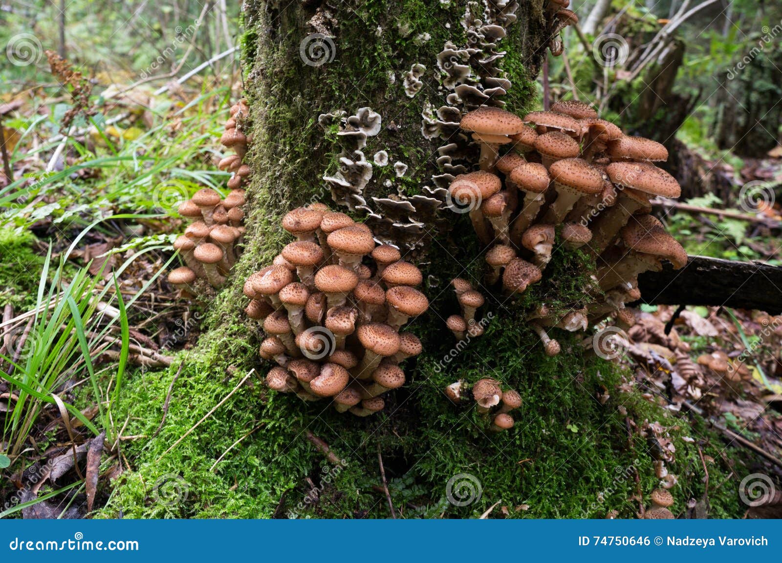 Armillaria stock foto. Image of parasitisch, seizoen - 74750646