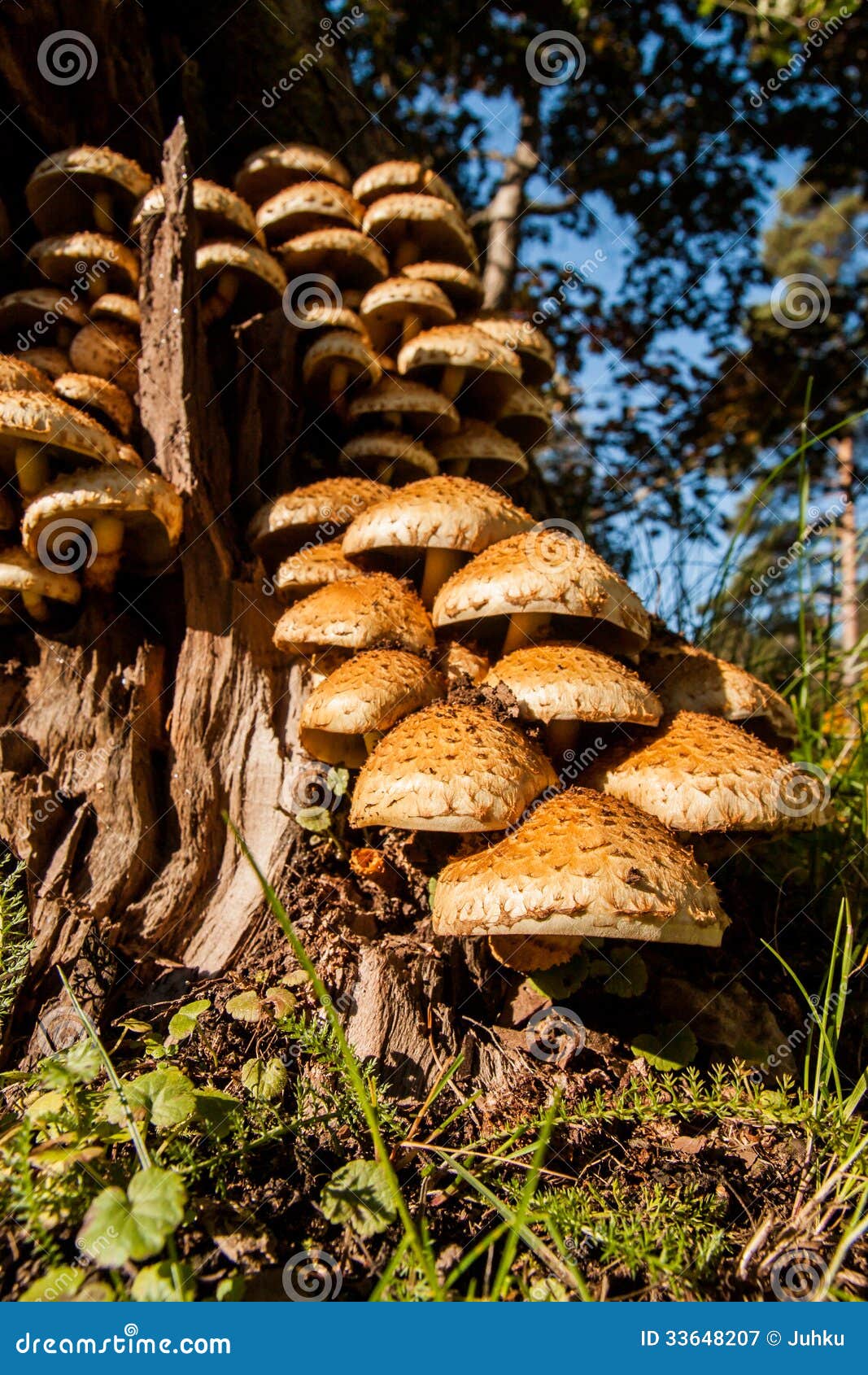 Armillaria fungus in tree stock image. Image of forest - 33648207