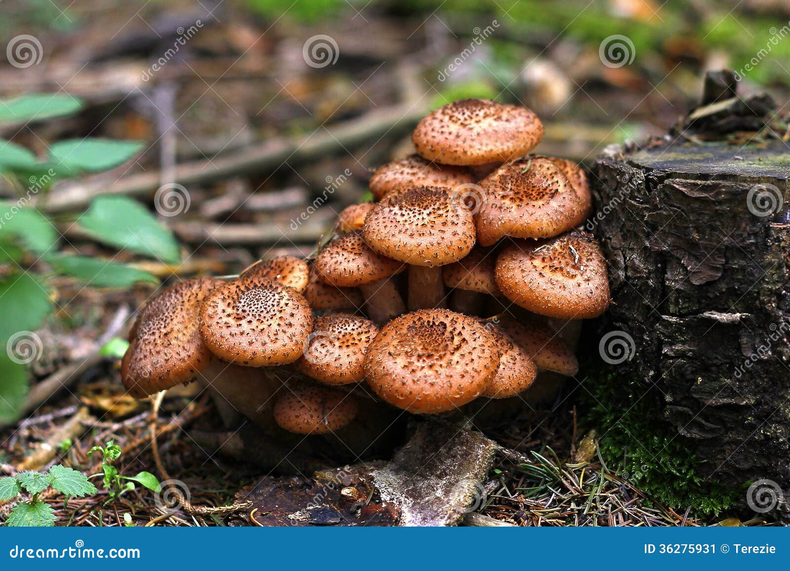 Armillaria stock image. Image of eatable, family, moss - 36275931