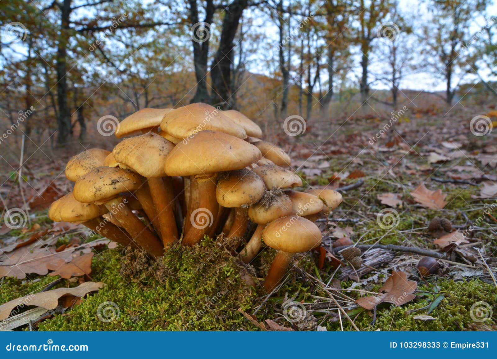 Armillaria Mellea Mushroom Royalty-Free Stock Photography ...