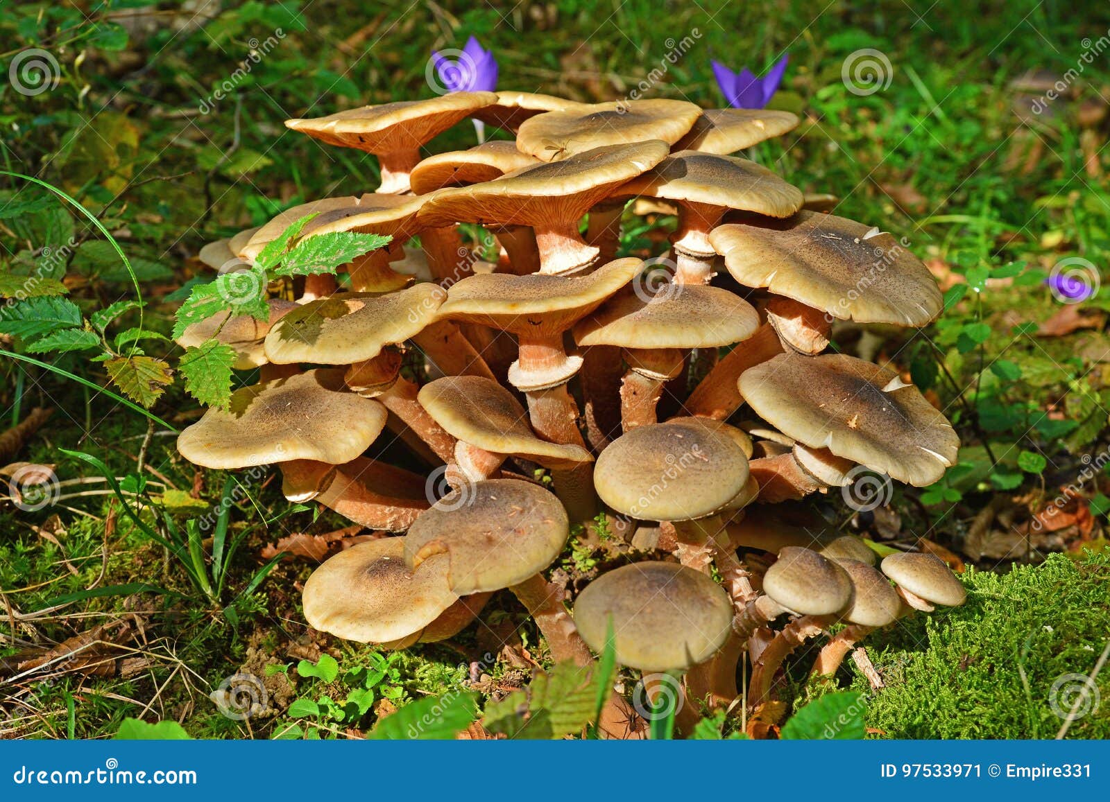 Armillaria Mellea Mushroom Royalty-Free Stock Photography ...