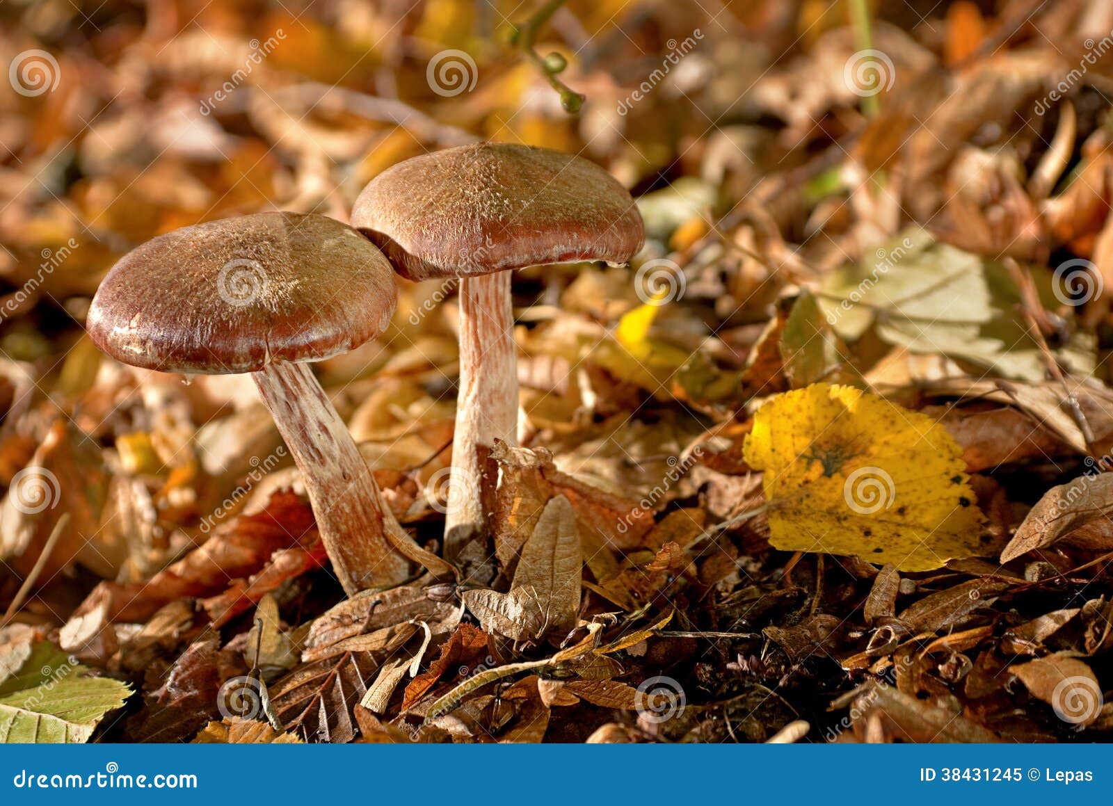 Armillaria mushroom stock image. Image of natural, vegetable - 38431245