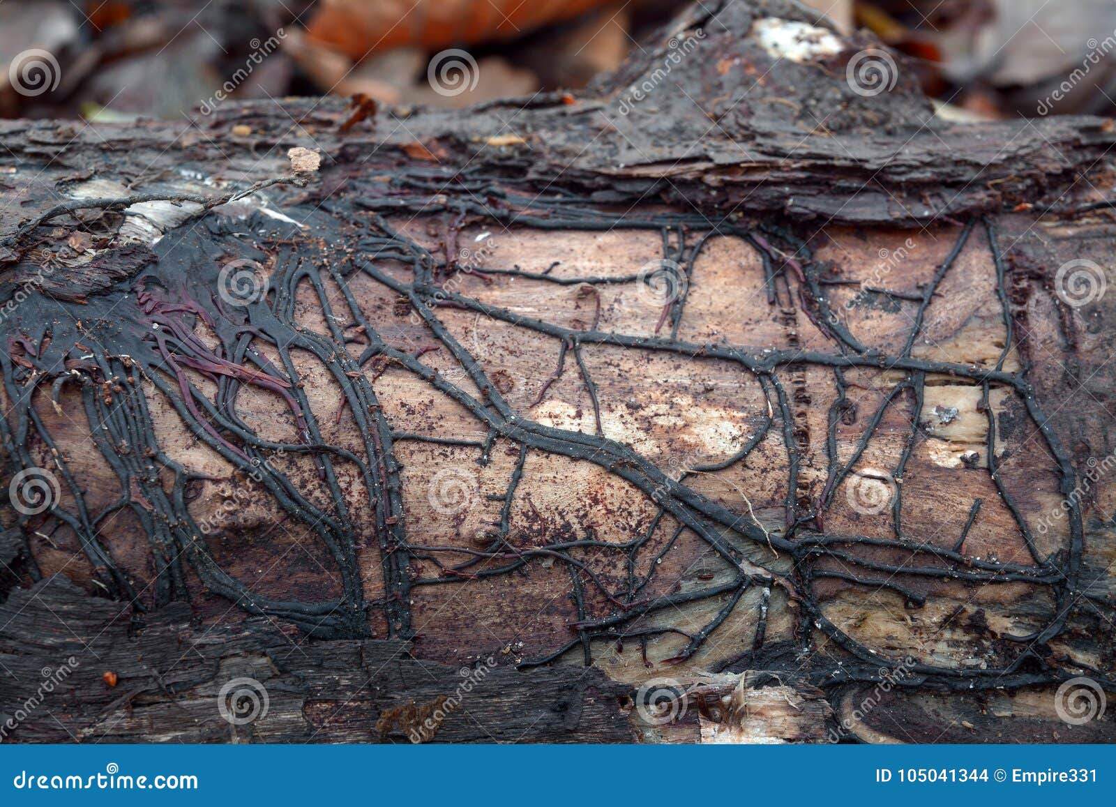 Armillaria Mushroom Root Rot Stock Photo - Image of rotten, hypha ...