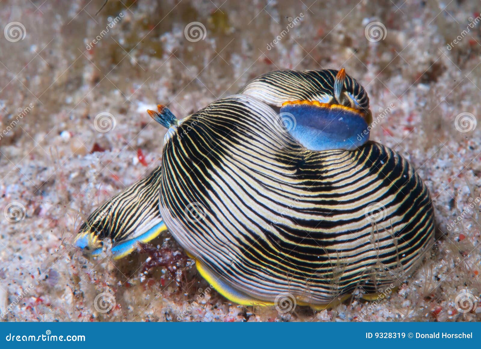 Armina De Sorriso De Acoplamento Imagem de Stock - Imagem de raro ...