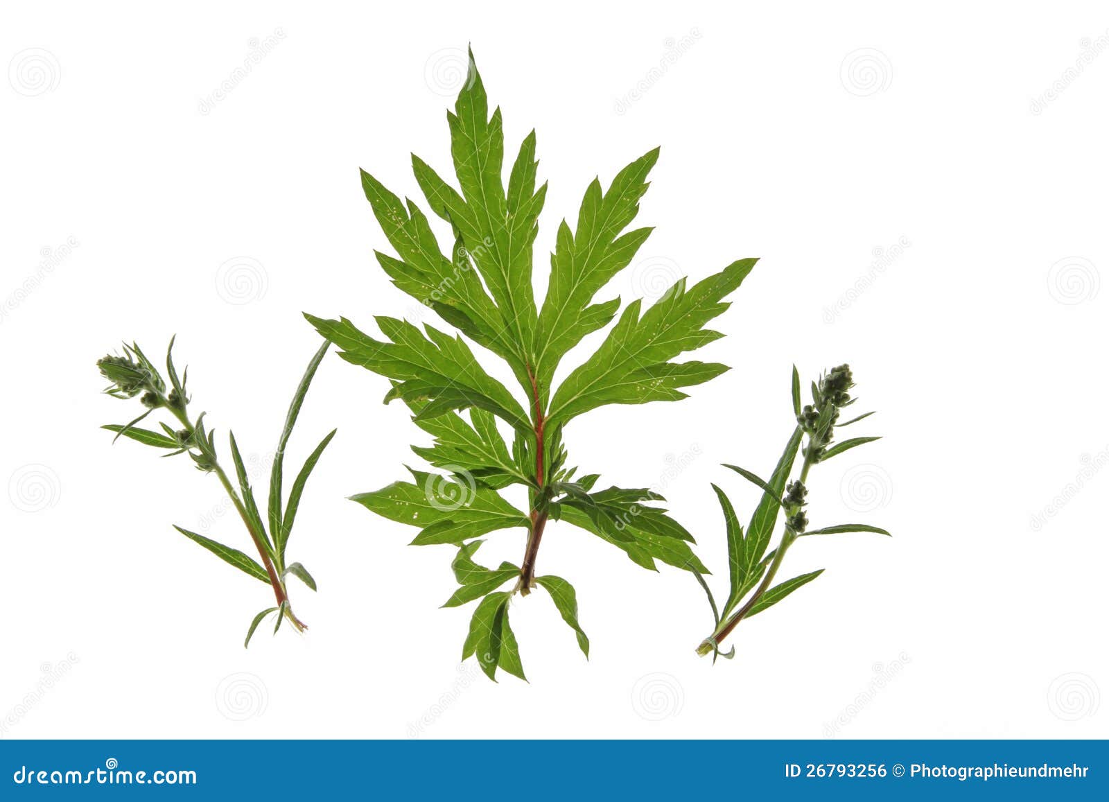 Armoise Commune Commune (armoise Vulgaris) Photo stock - Image du ...