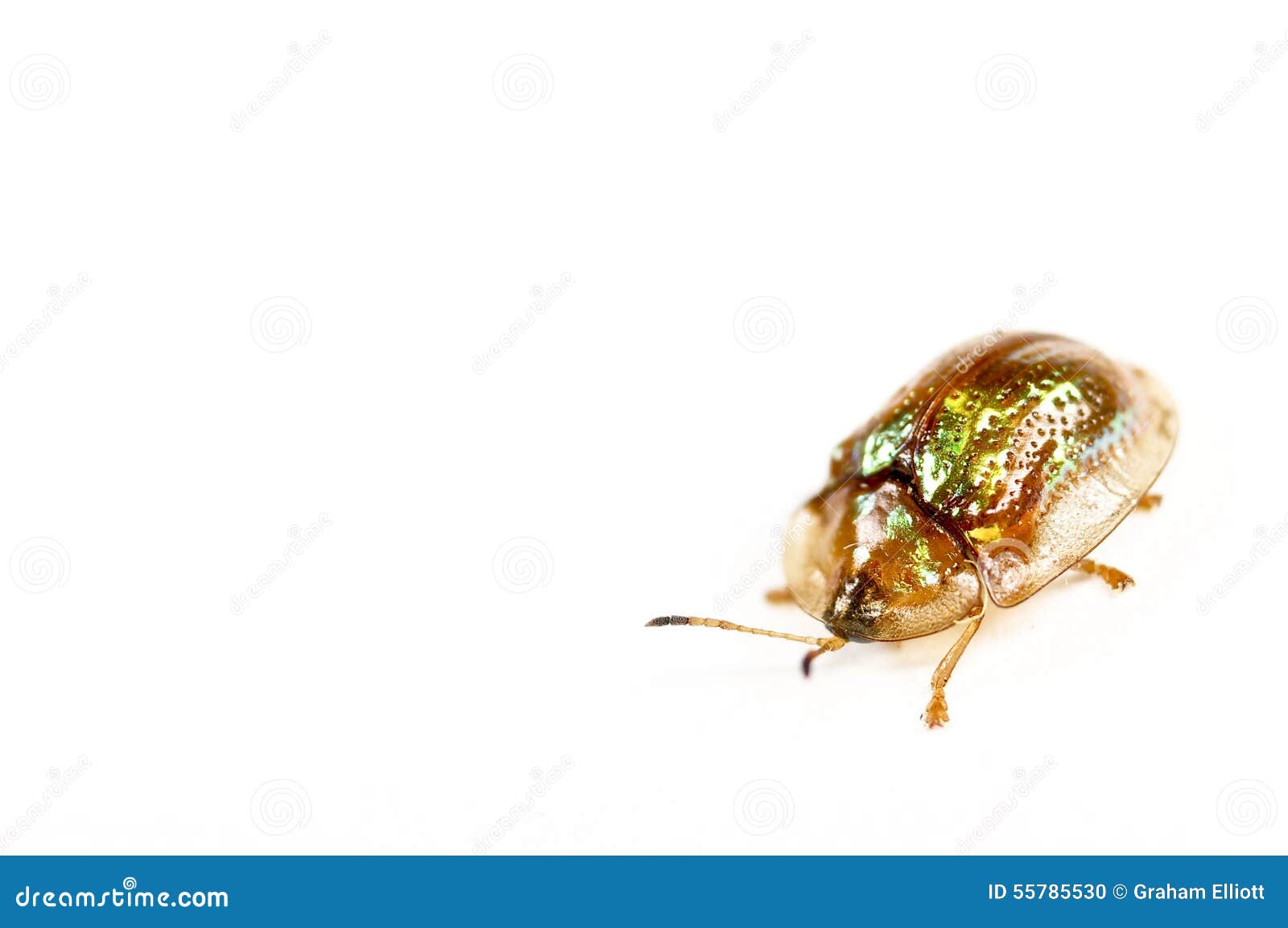Armor Beetle Isolated in White Stock Photo - Image of insect ...