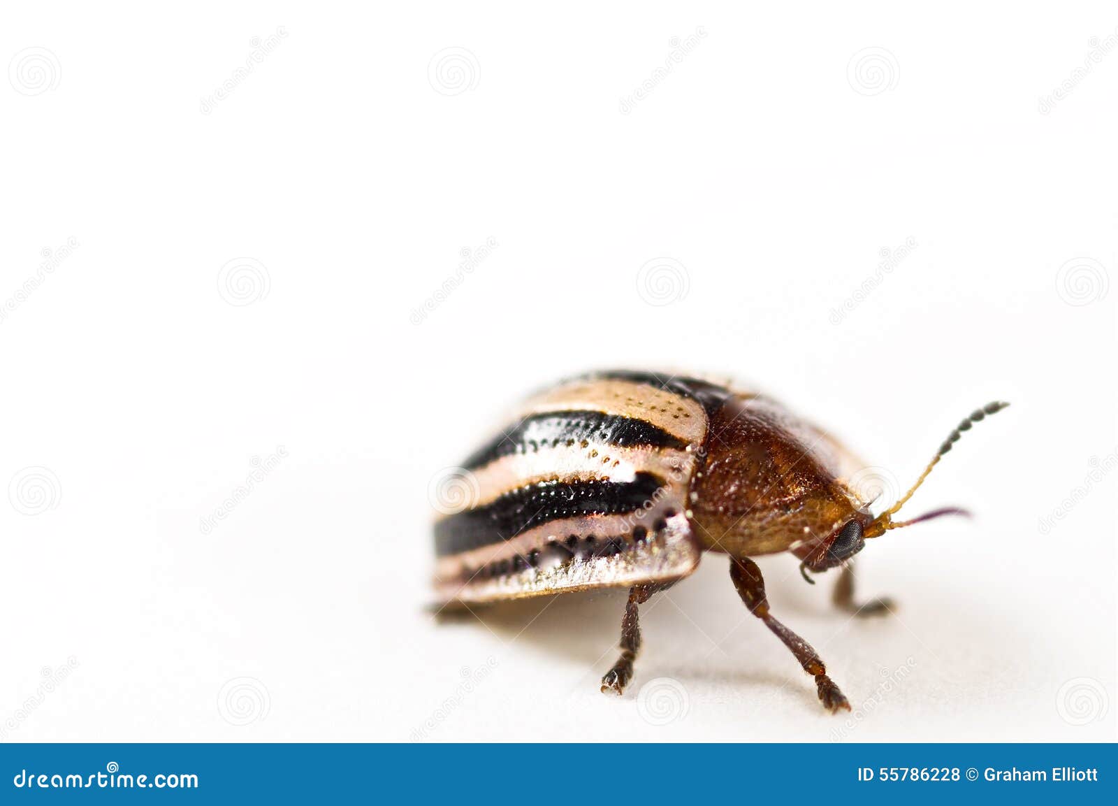 Armor Beetle Isolated in White Stock Photo - Image of arthropod, honey ...
