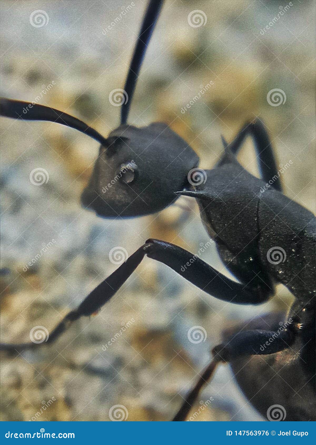 Armored ant getting ready stock photo. Image of insect - 147563976