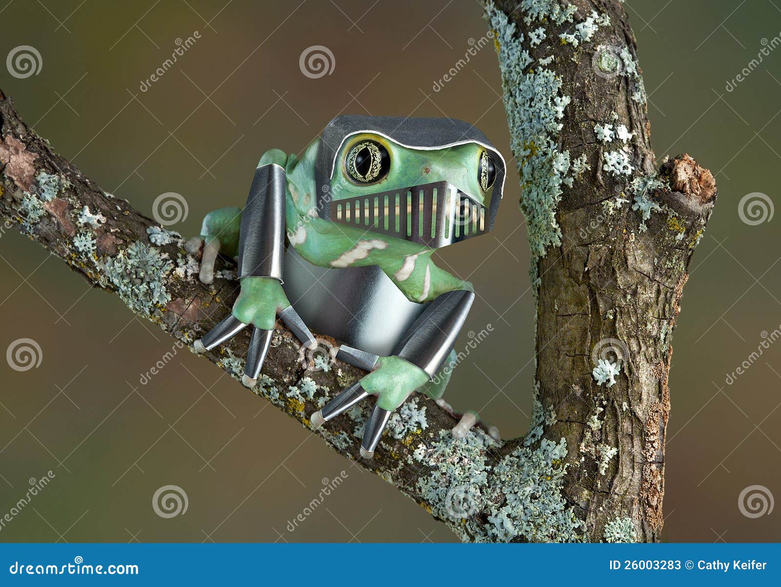 Armored Frog stock image. Image of waxy, macro, webfoot - 26003283