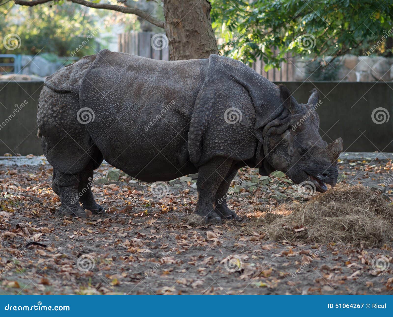 Armored rhino stock image. Image of armor, africa, power - 51064267