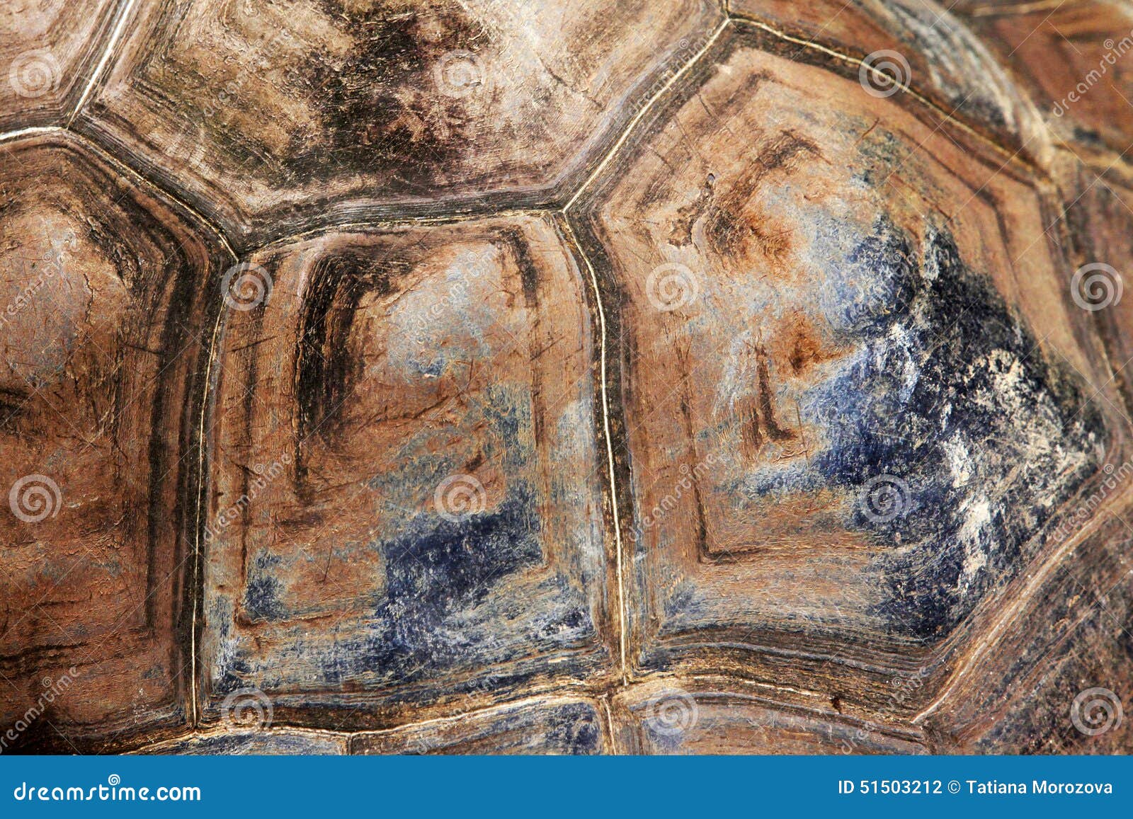 Armour turtle stock photo. Image of large, face, endangered - 51503212